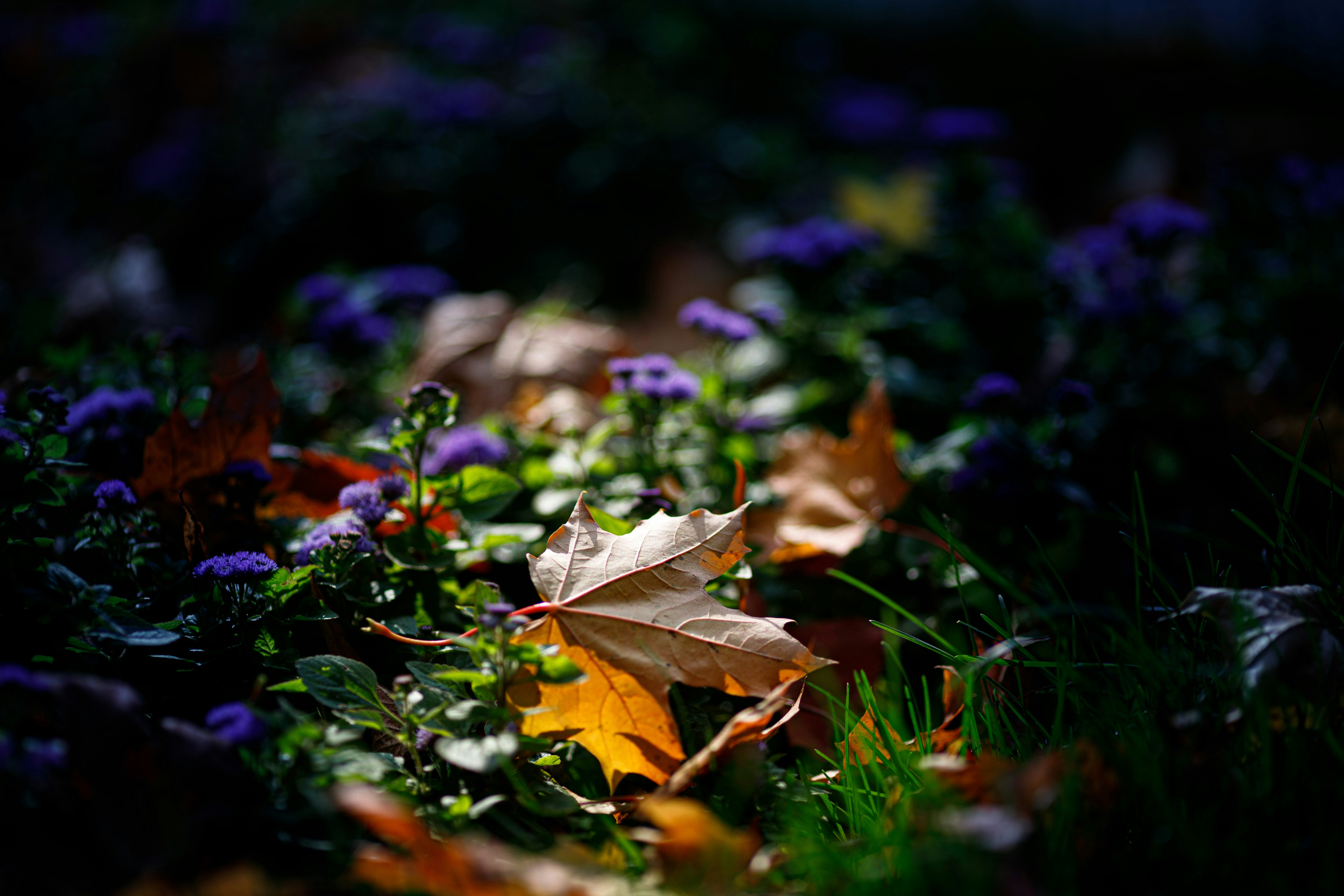 Sunlit Leaf Anchoring a Quiet Patch of Purple Blooms