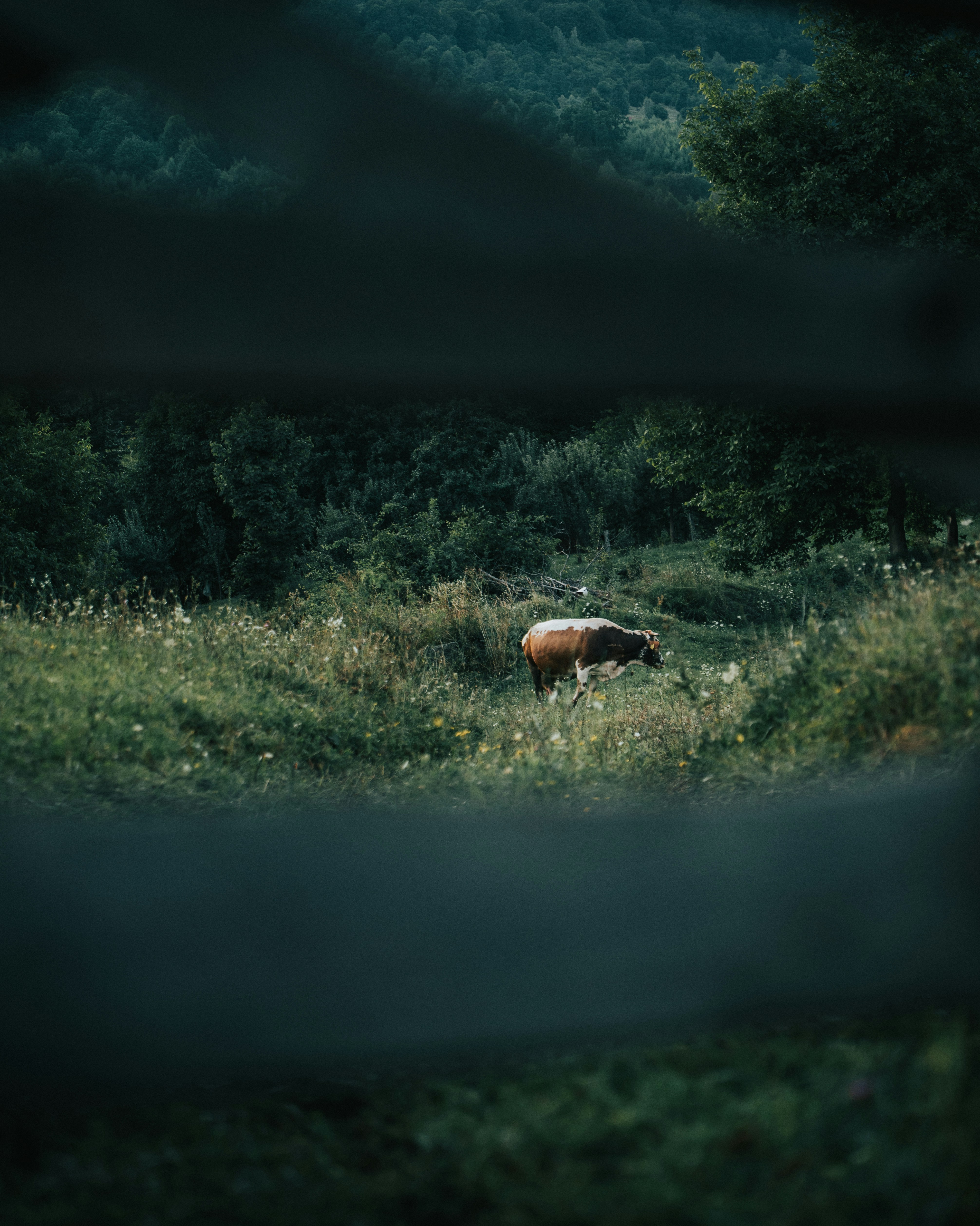 Between Rails and Meadow: A Lone Cow in Dappled Light