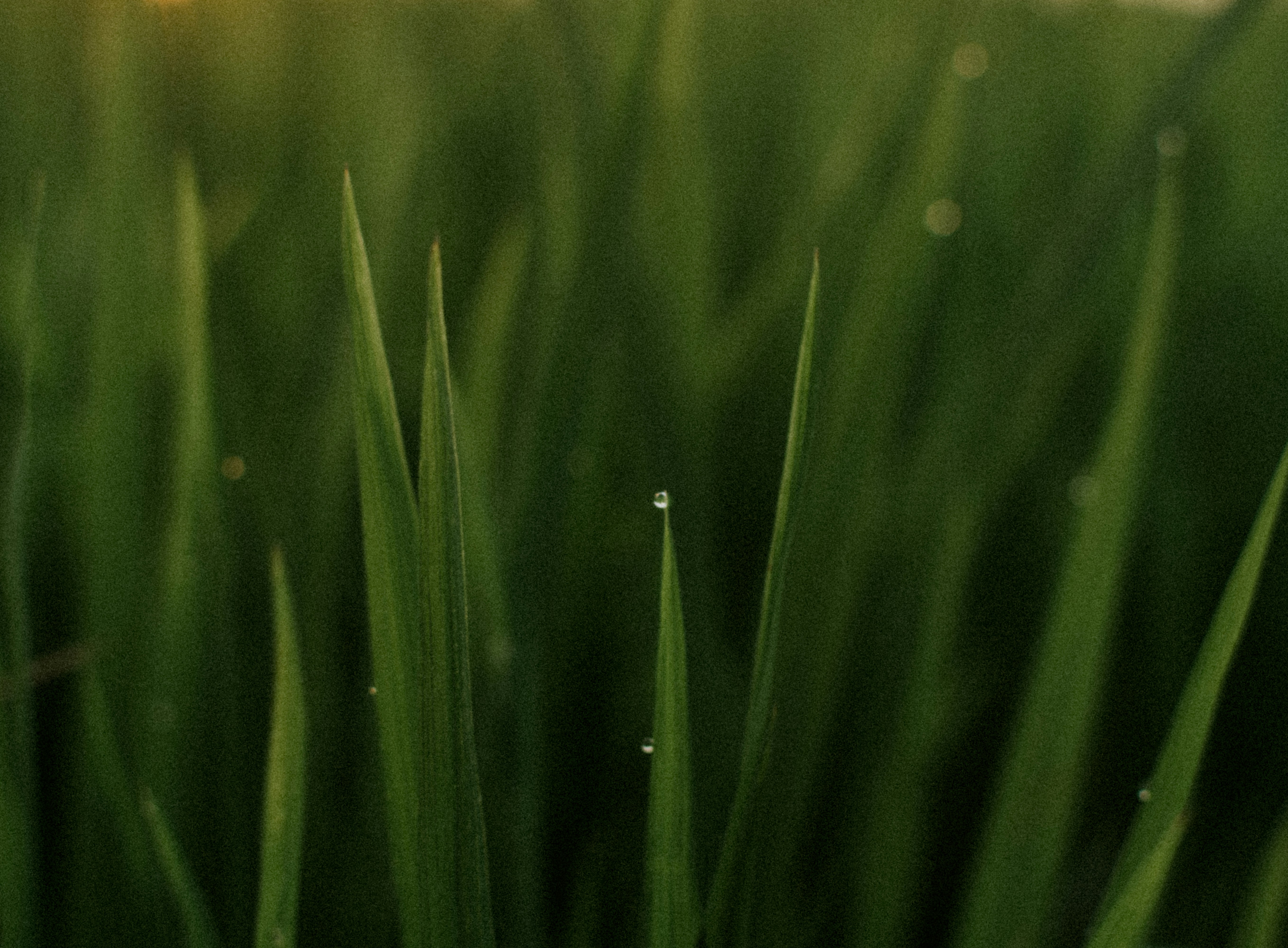 Close-up of vibrant green grass blades adorned with droplets of dew, capturing the freshness of early morning light.
