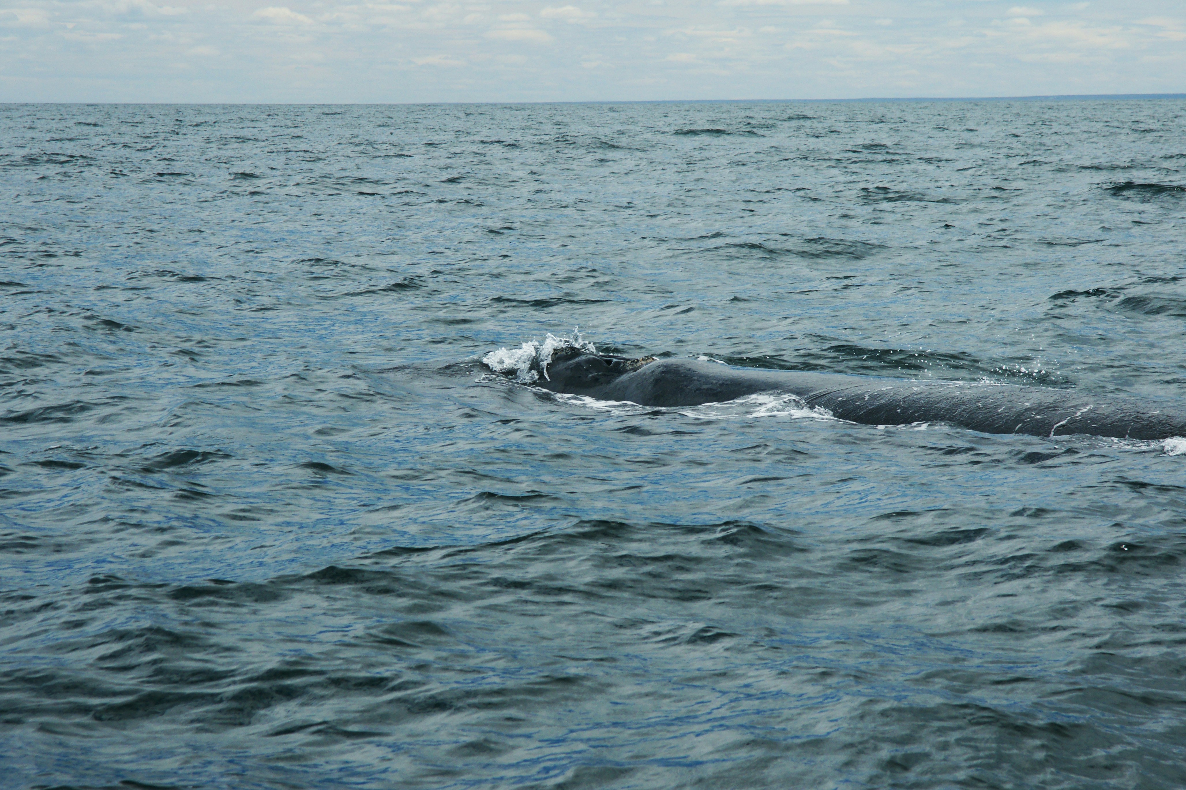 Foto Ballena negra en el mar azul durante el día – Imagen Gris gratis ...