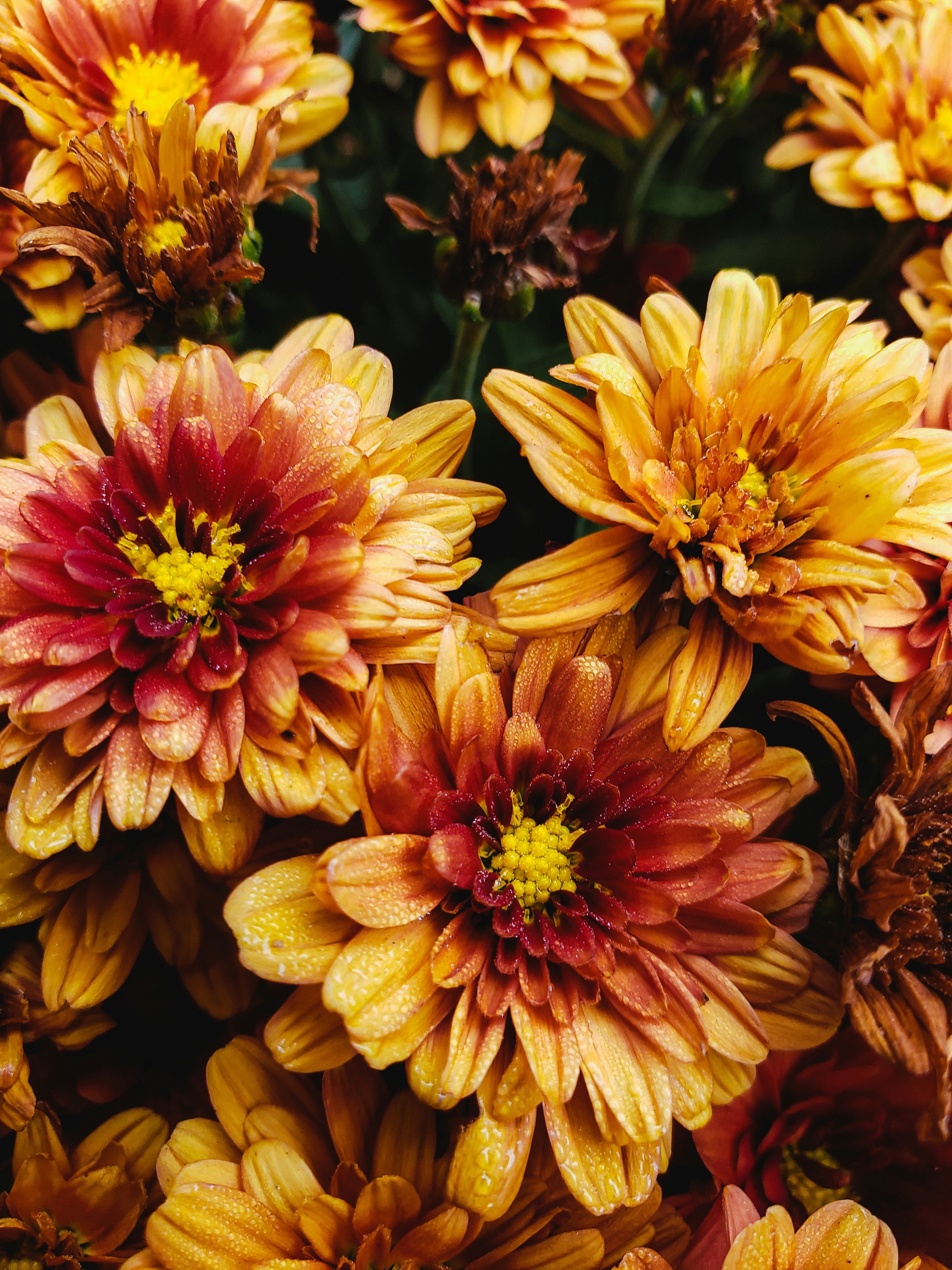 Mums Pictures | Download Free Images on Unsplash