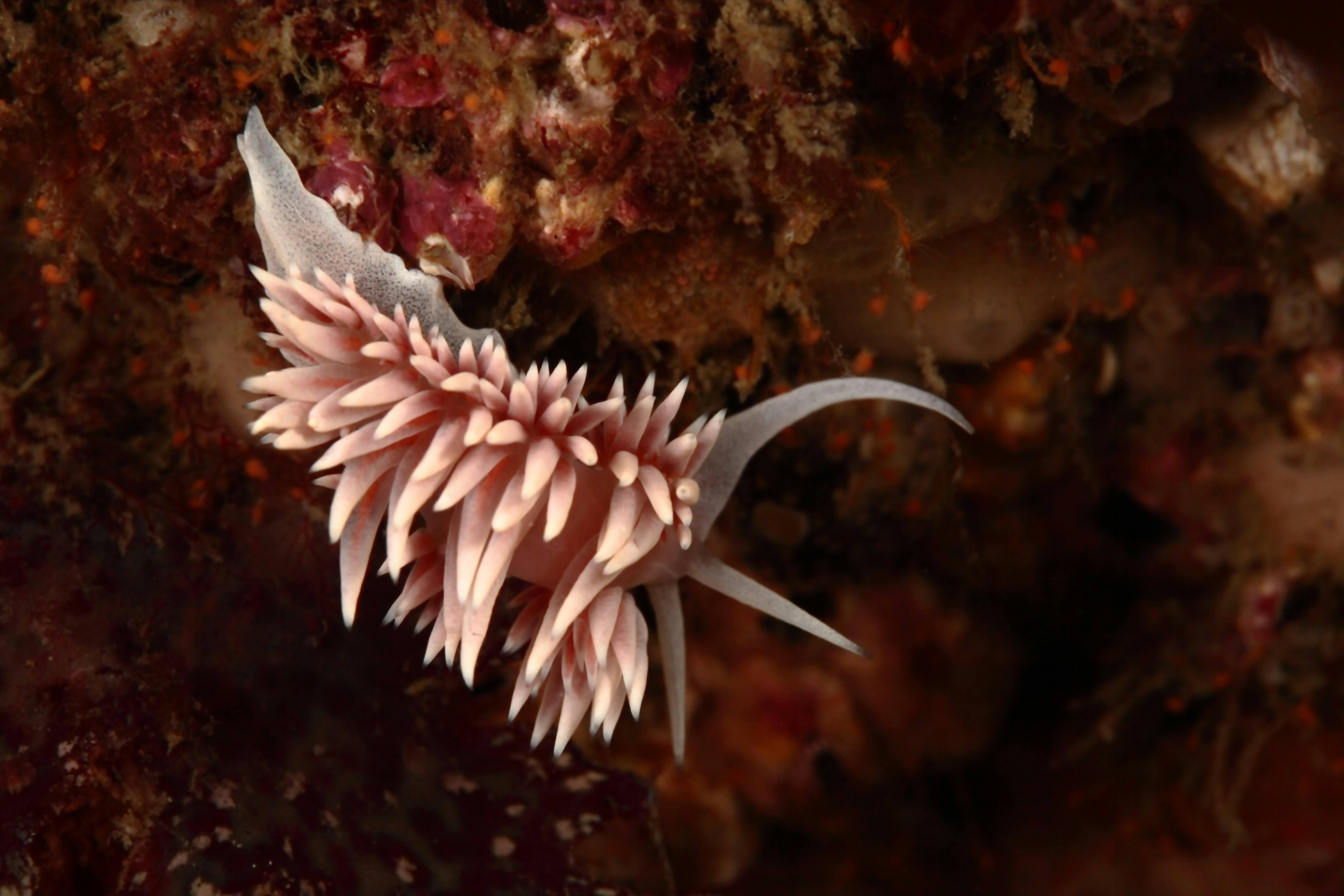 White and brown sea creature photo – Free Brown Image on Unsplash