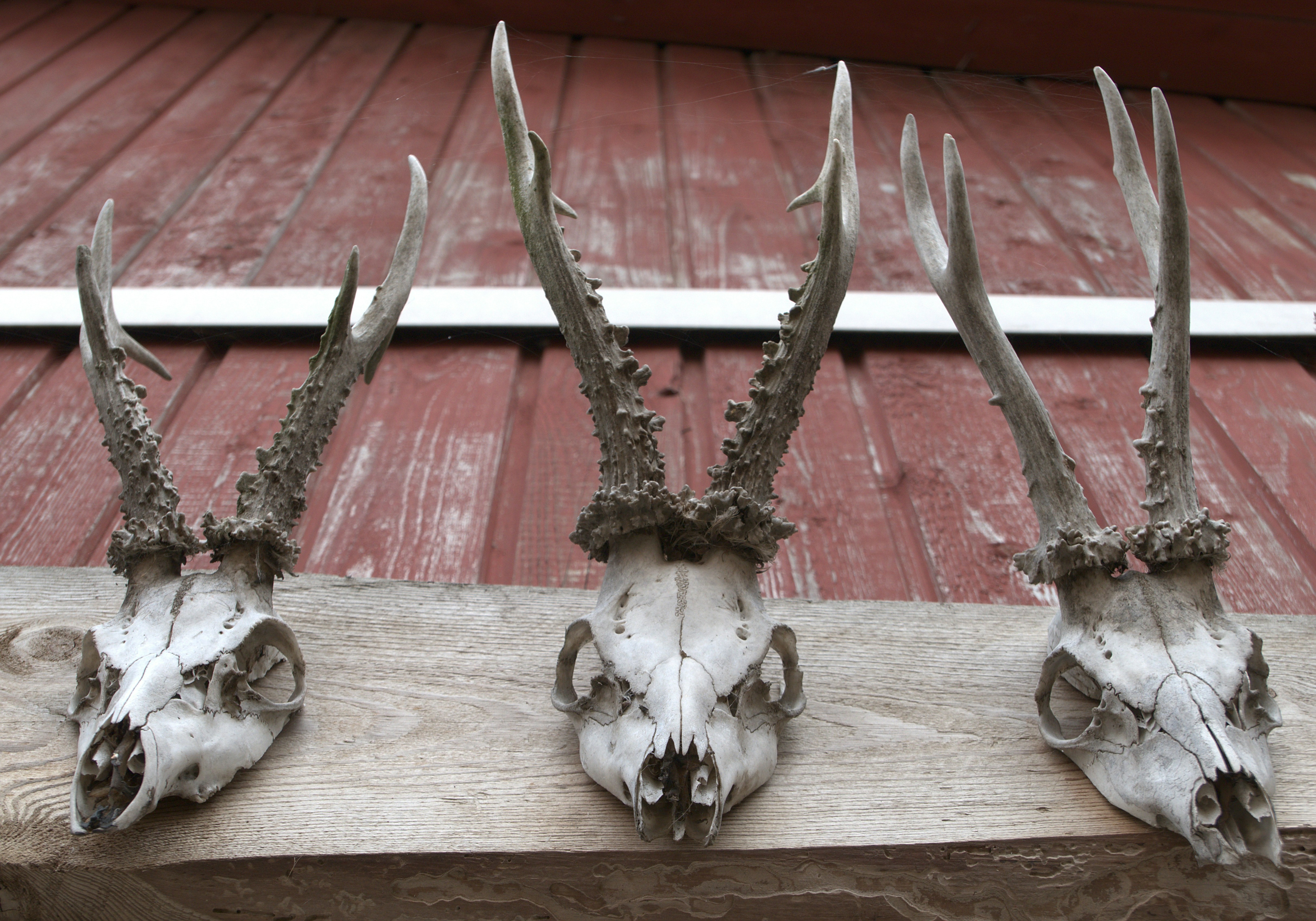 Three deer skulls with antlers are mounted on a weathered wooden beam against a red barn backdrop. This photograph emphasizes rustic decay and taxidermy display.