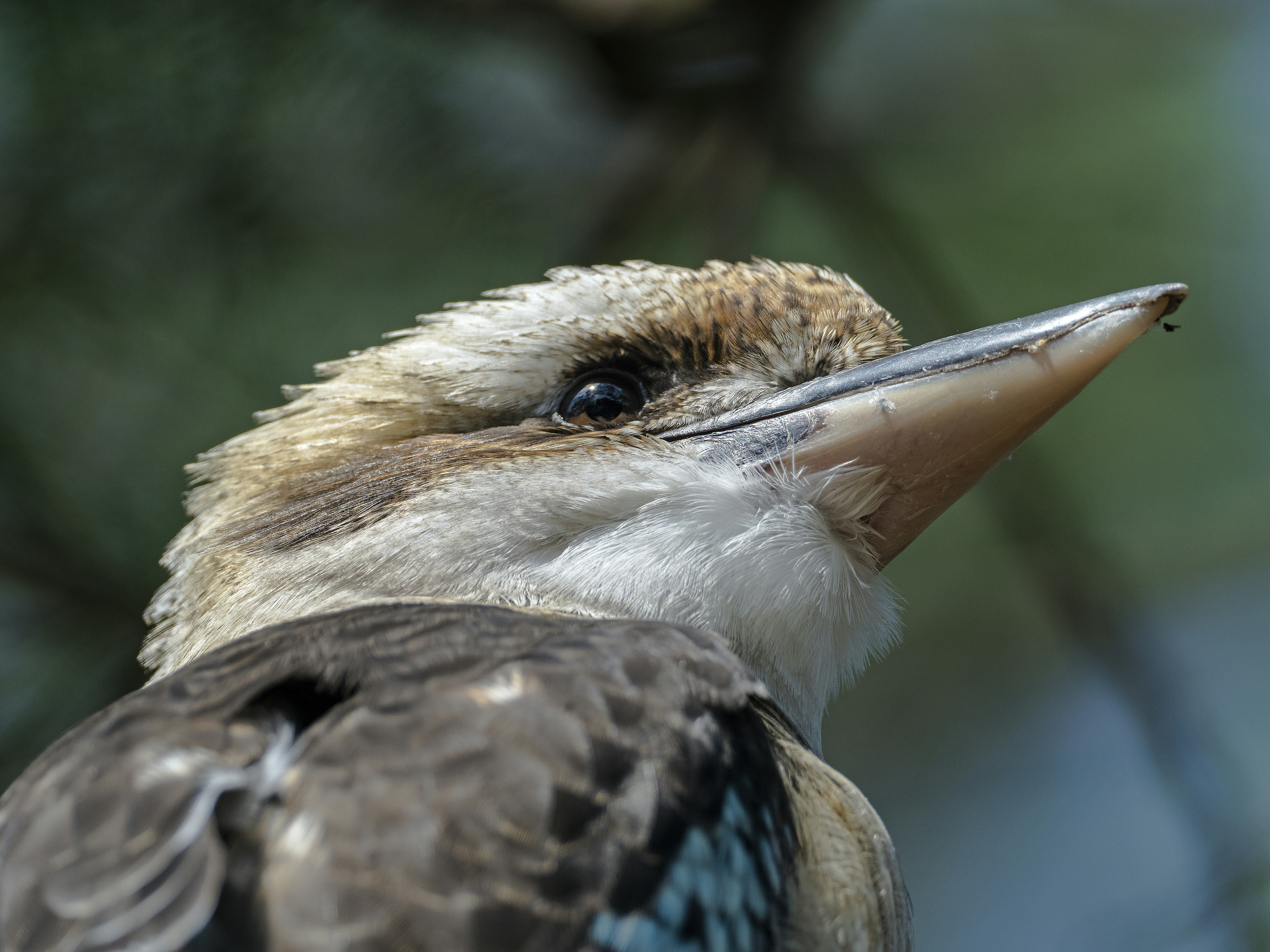 Feathered Focus: Close-Up Portrait of a Seabird's Head and Beak
