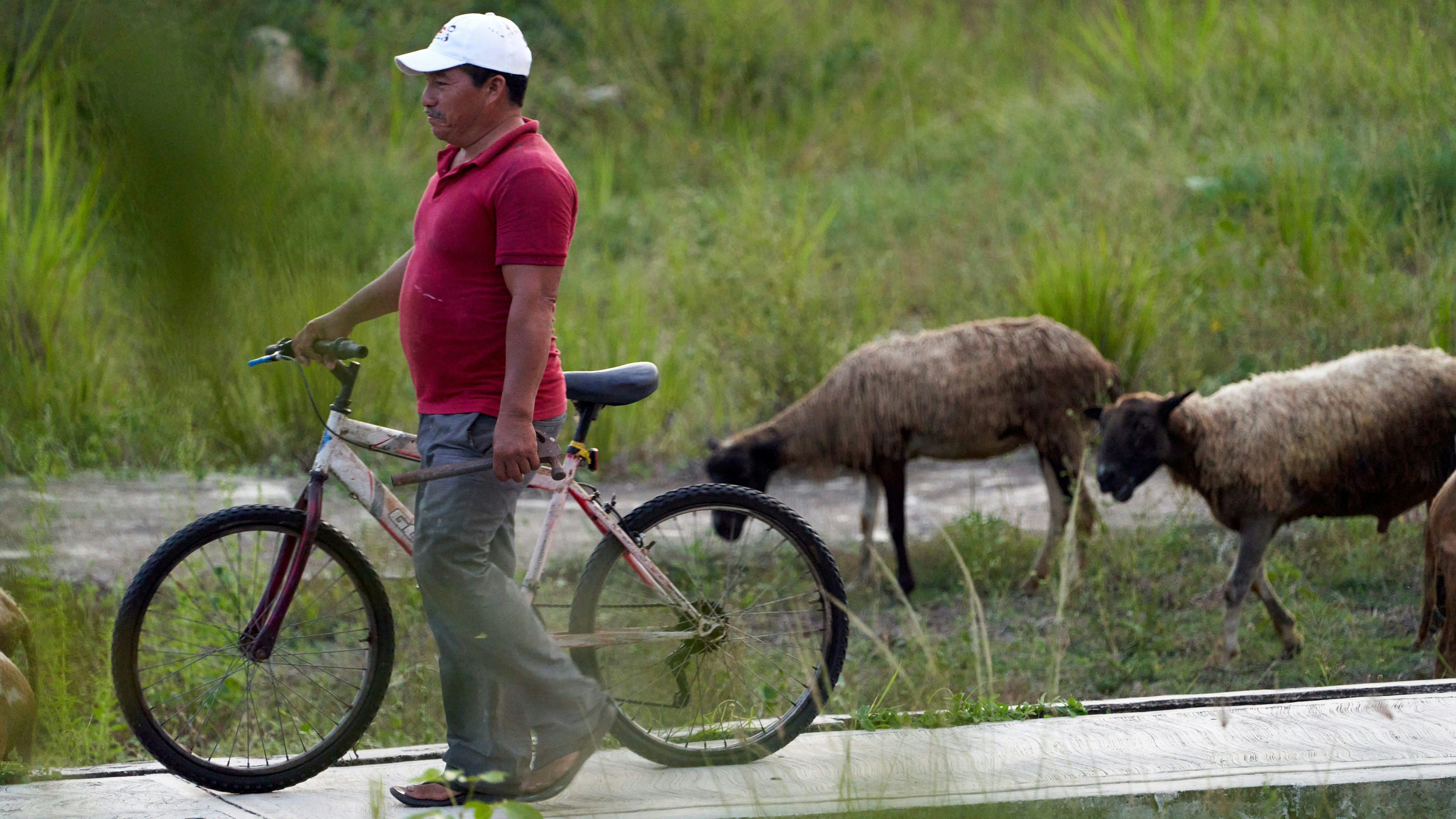 Red-Shirted Cyclist Traverses a Meadow Beside Grazing Sheep