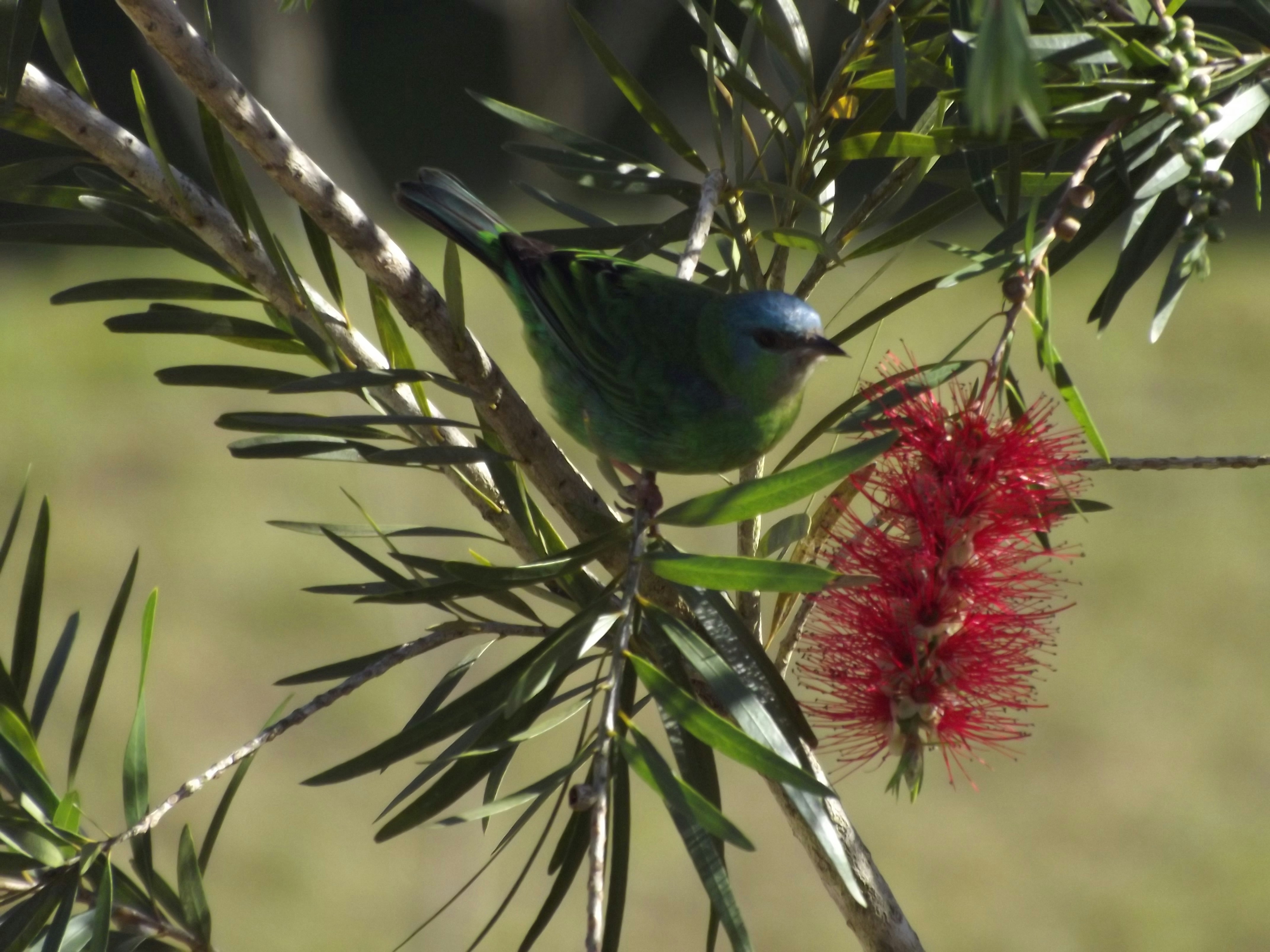 Sai Azul femea - Nice little bird