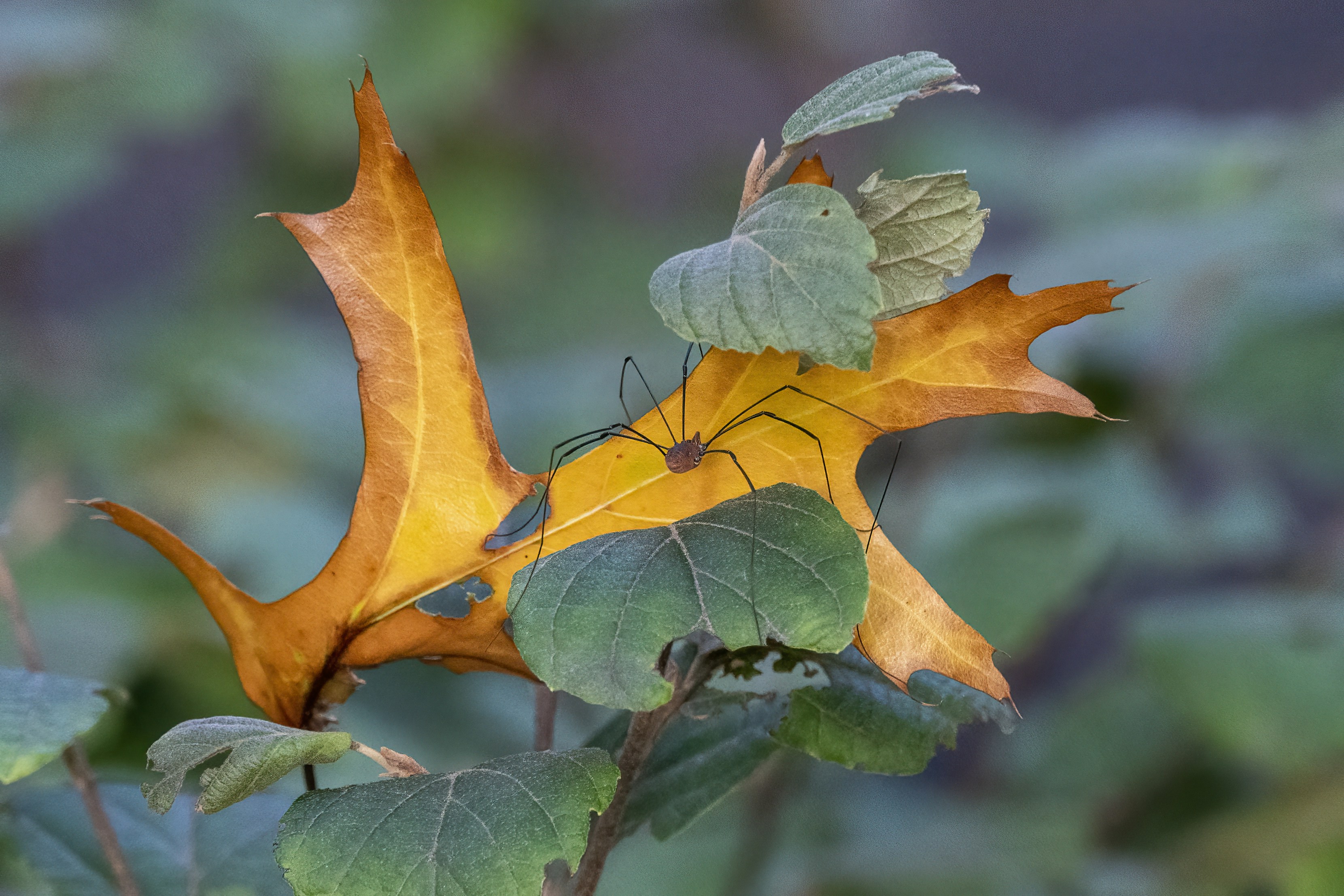 Ember Leaf and the Tiny Observer: An Autumn Micro-portrait