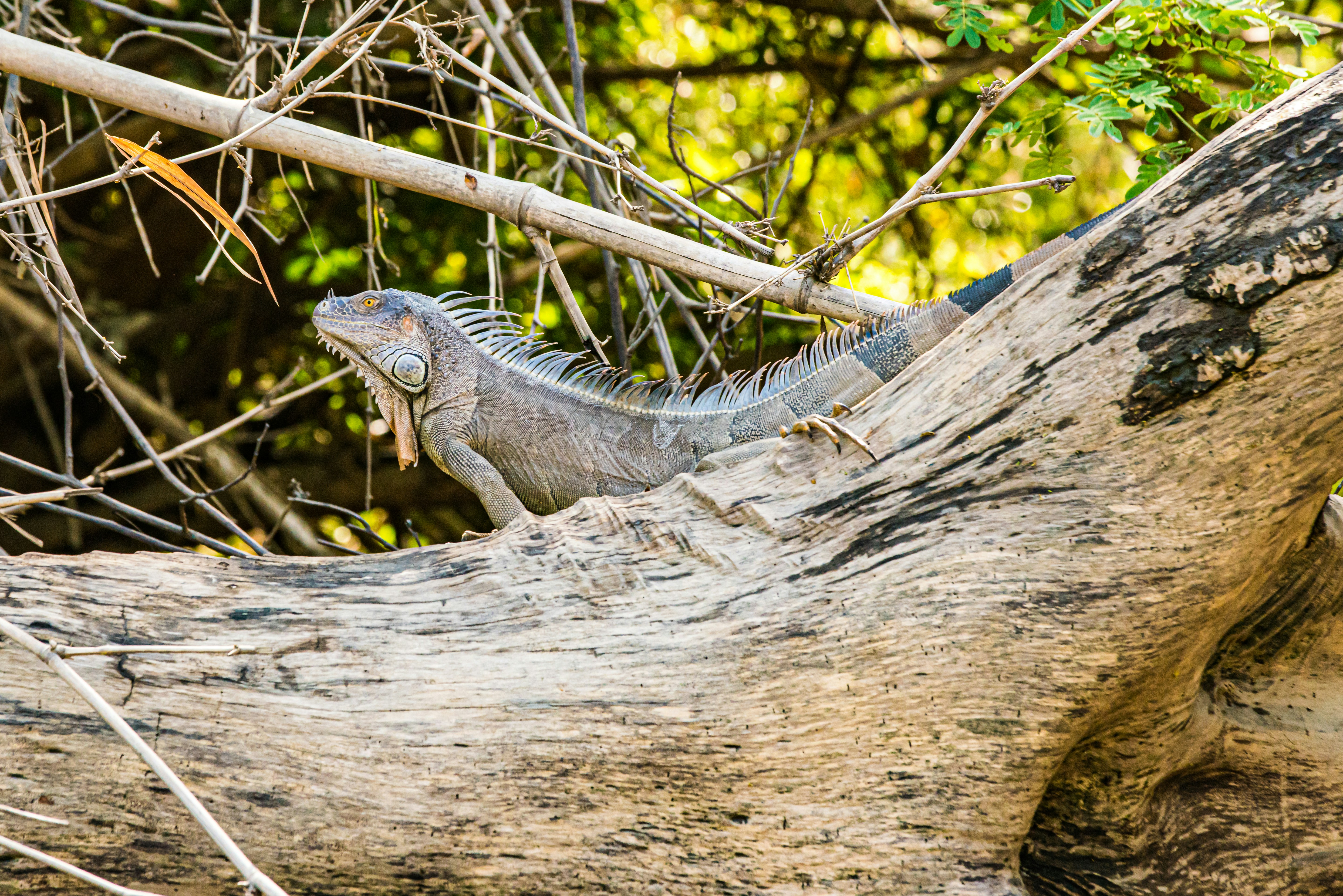 Gnarled Stage: A Lizard's Quiet Gaze on Weathered Wood