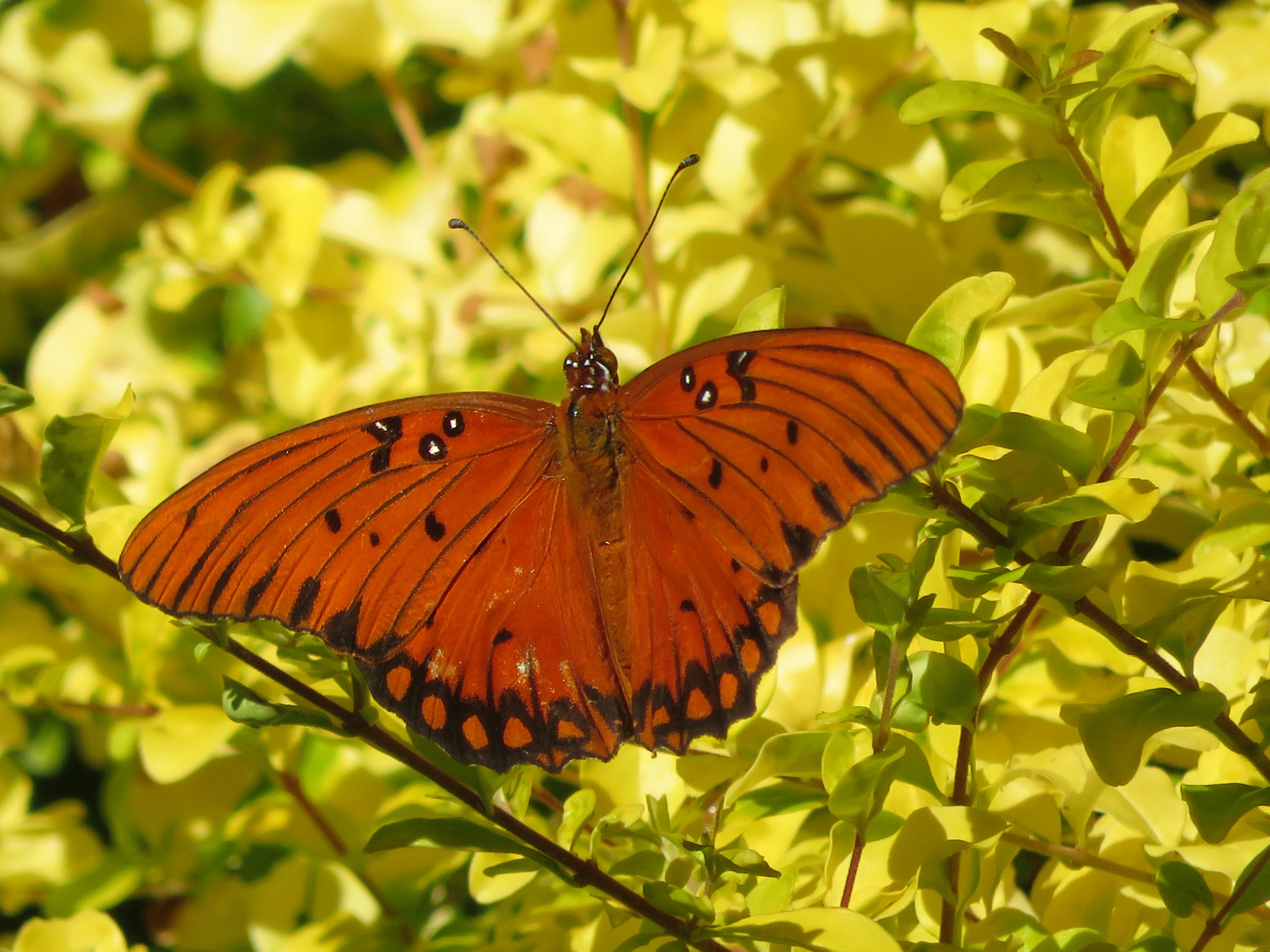 Amber-orange butterfly perched on sunlit chartreuse foliage, its wing patterns crisp against the vibrant backdrop. The composition emphasizes the creature as the focal point.