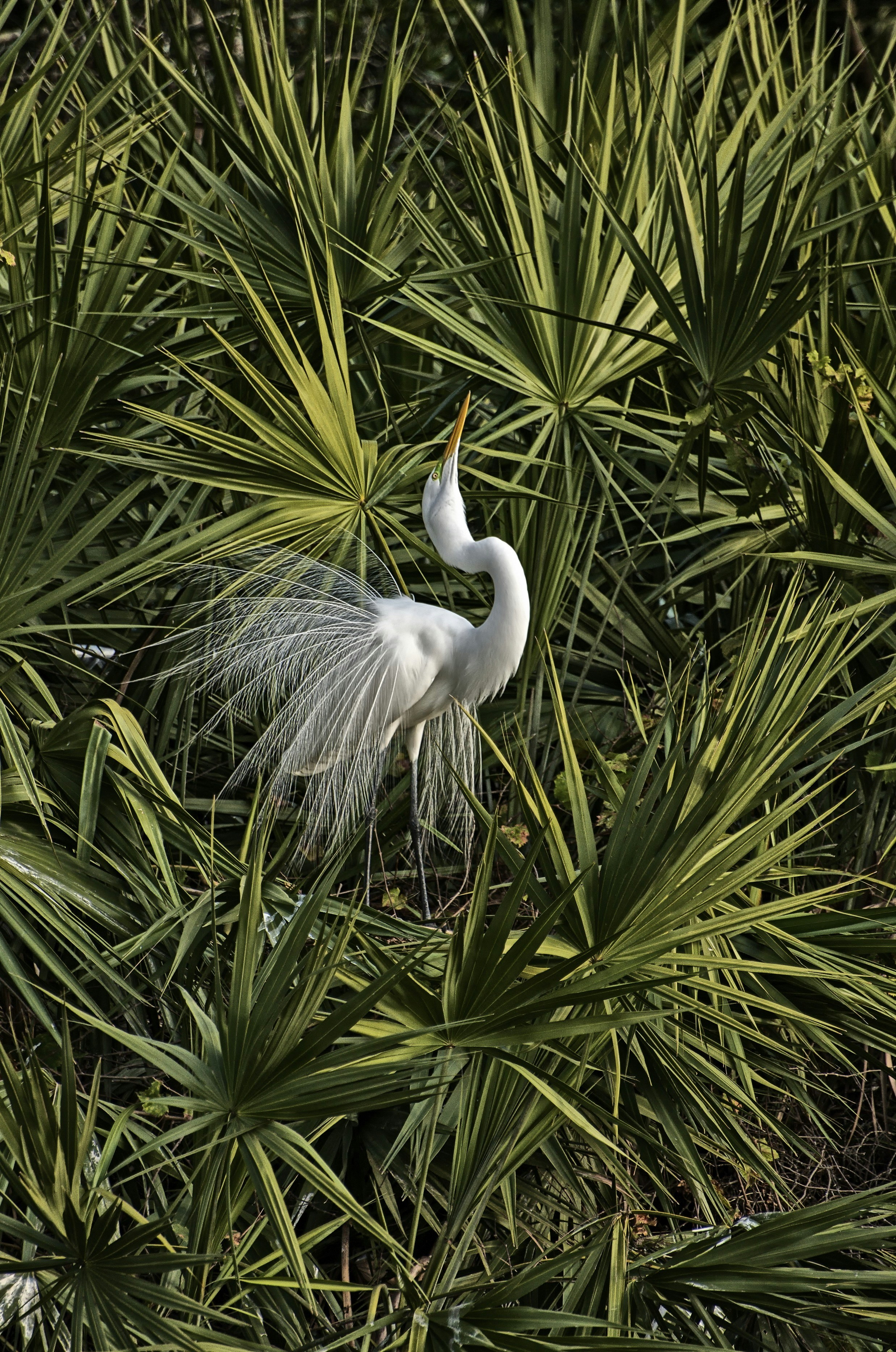 Great egret gracefully poised among lush palm leaves, showcasing its plumage in a natural habitat.