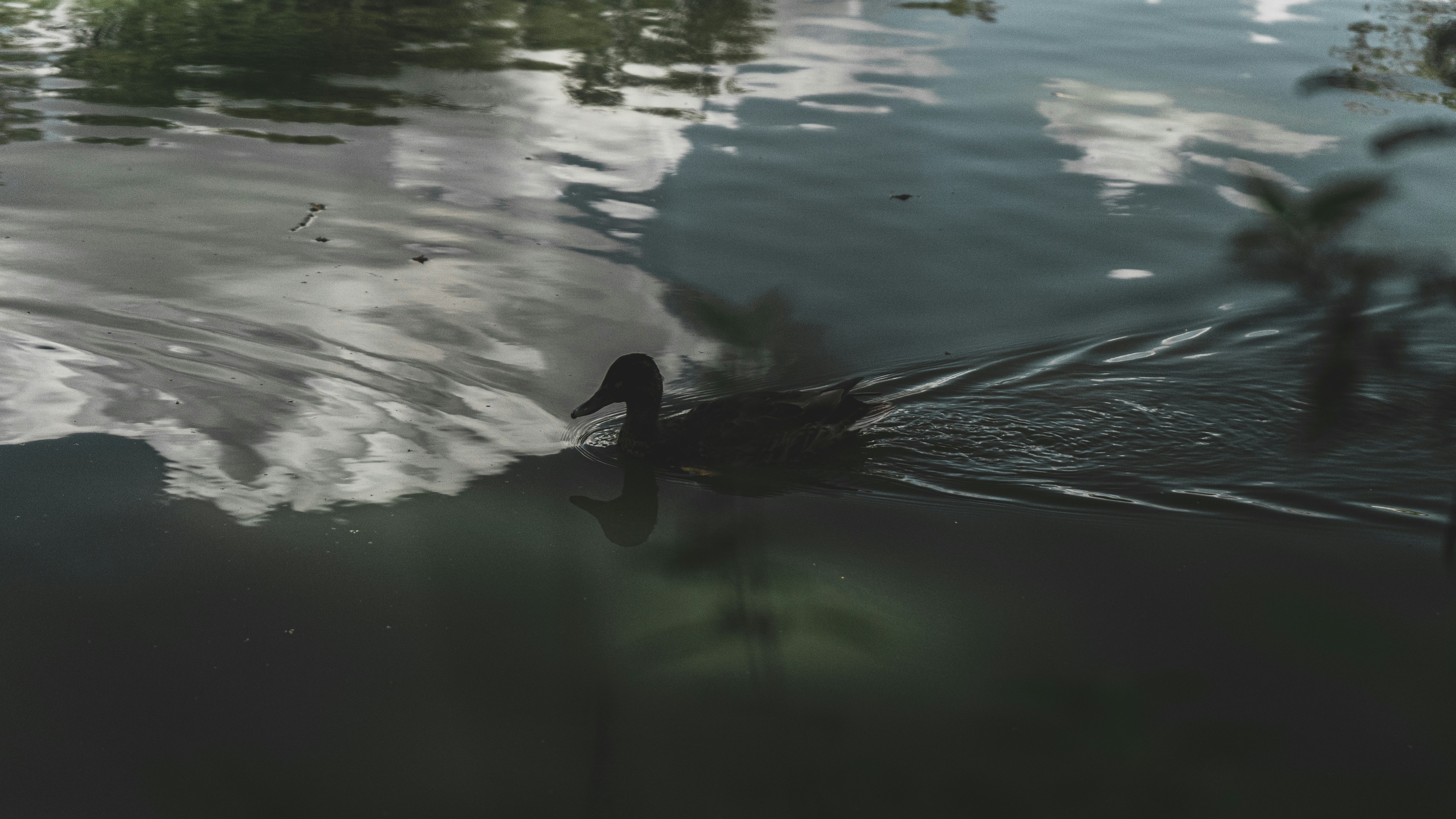 A solitary duck glides across a tranquil water surface, surrounded by reflections of clouds and greenery.