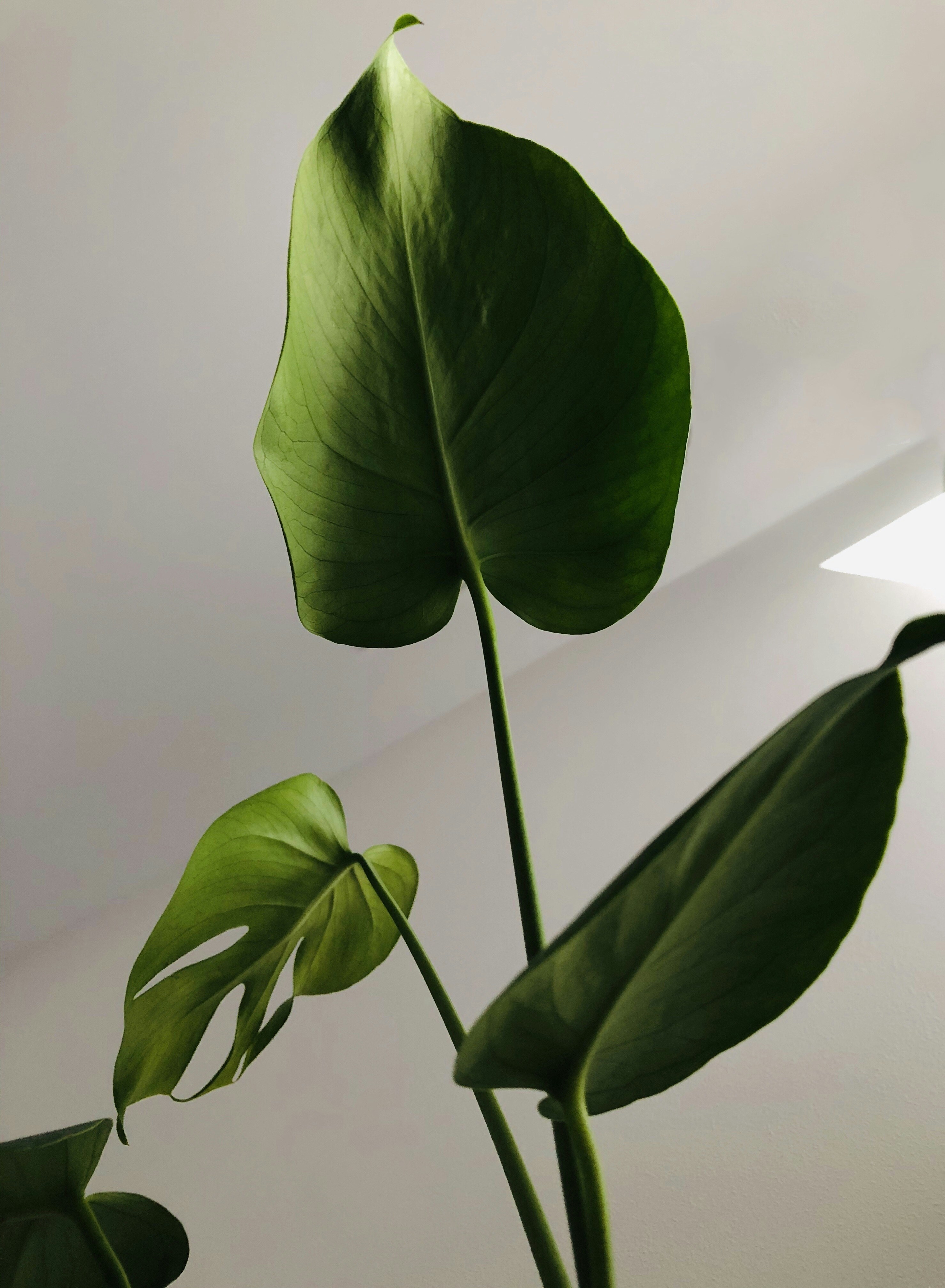 Lush green leaves of a Monstera plant reaching for the light against a soft, neutral background.