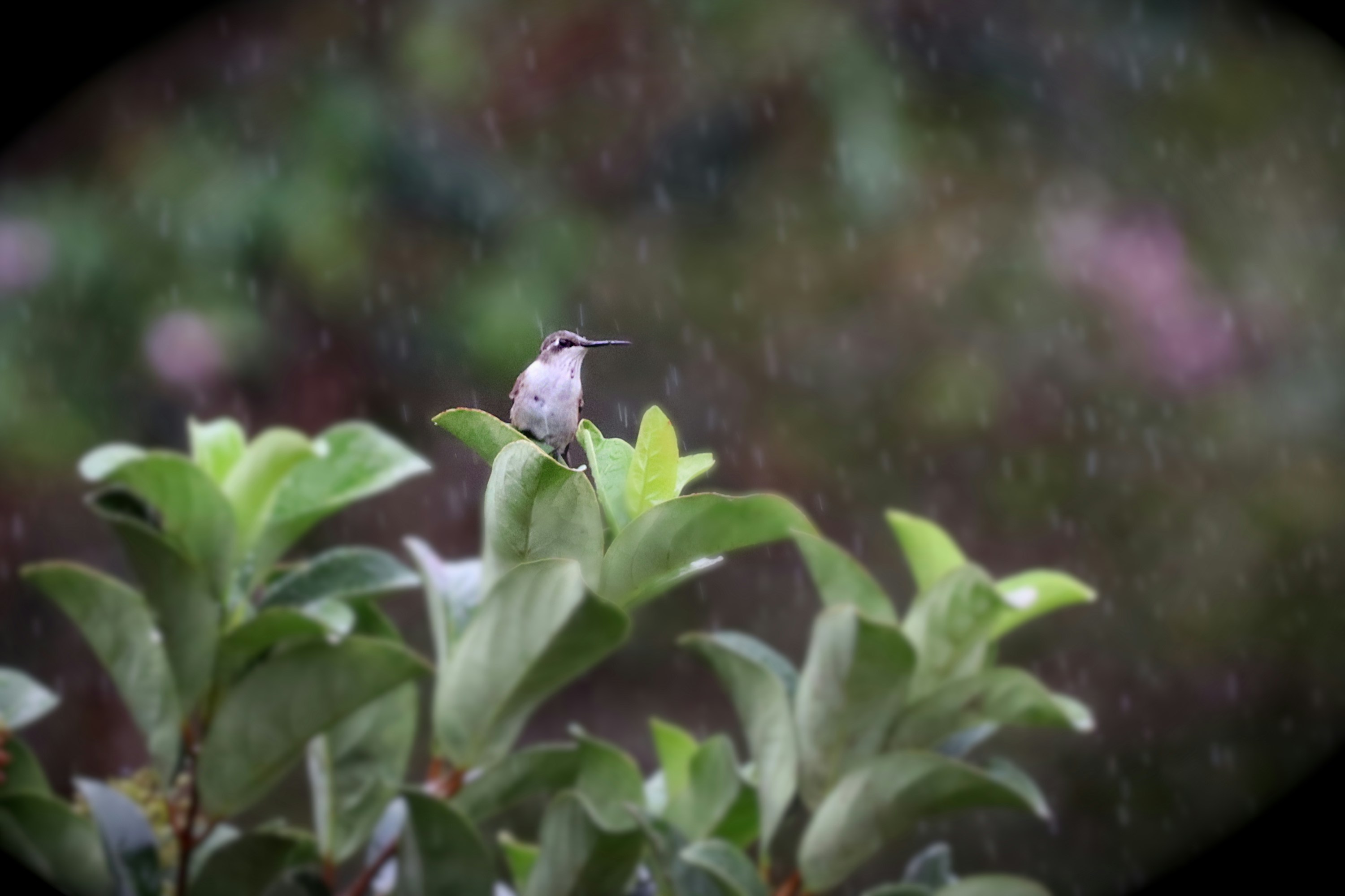 Rain-kissed Warbler on a Leaf: a Moment of Quiet Detail