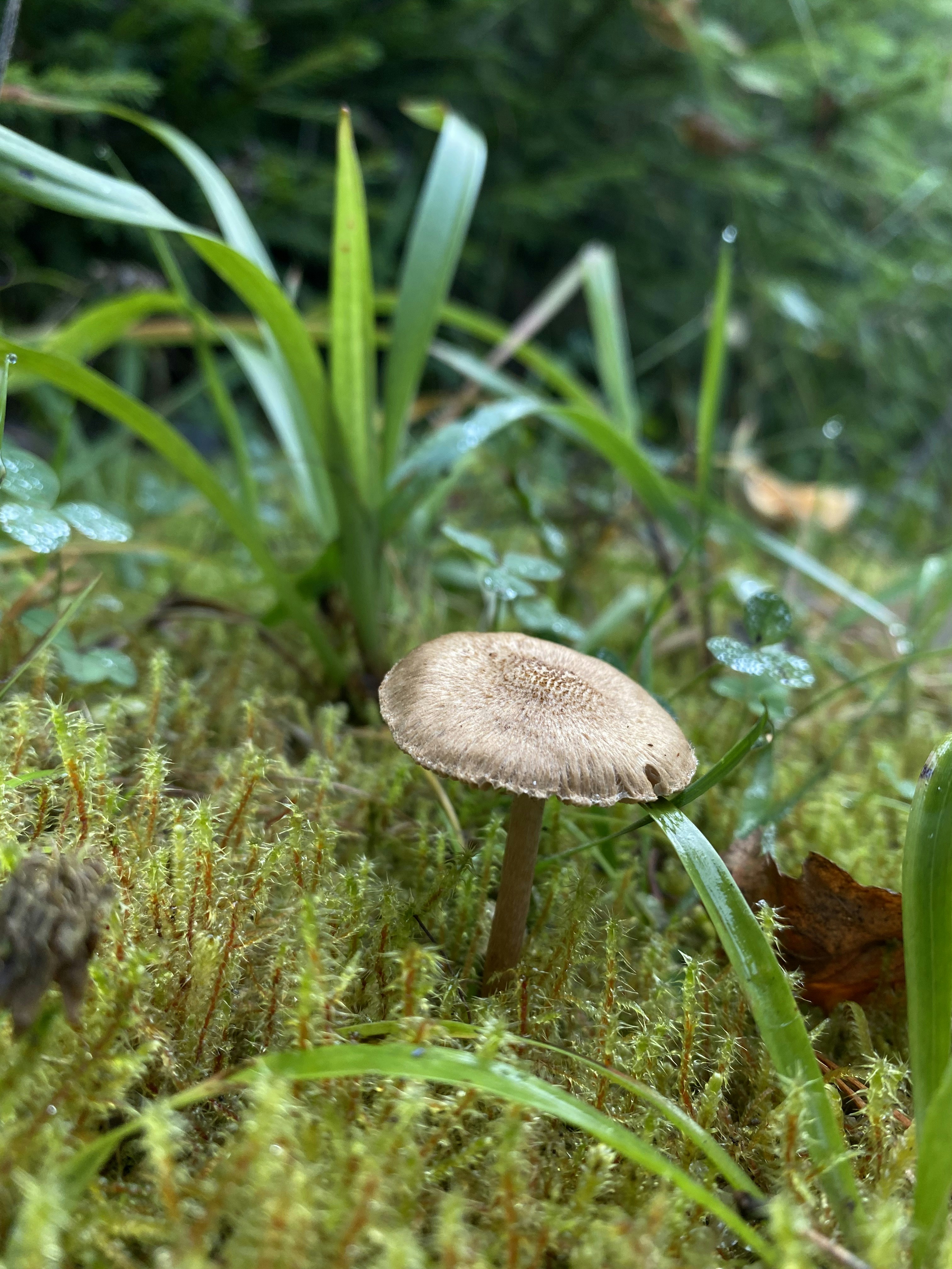 Mossy Microcosm: Brown-Capped Mushroom Emerges from Velvet Understory