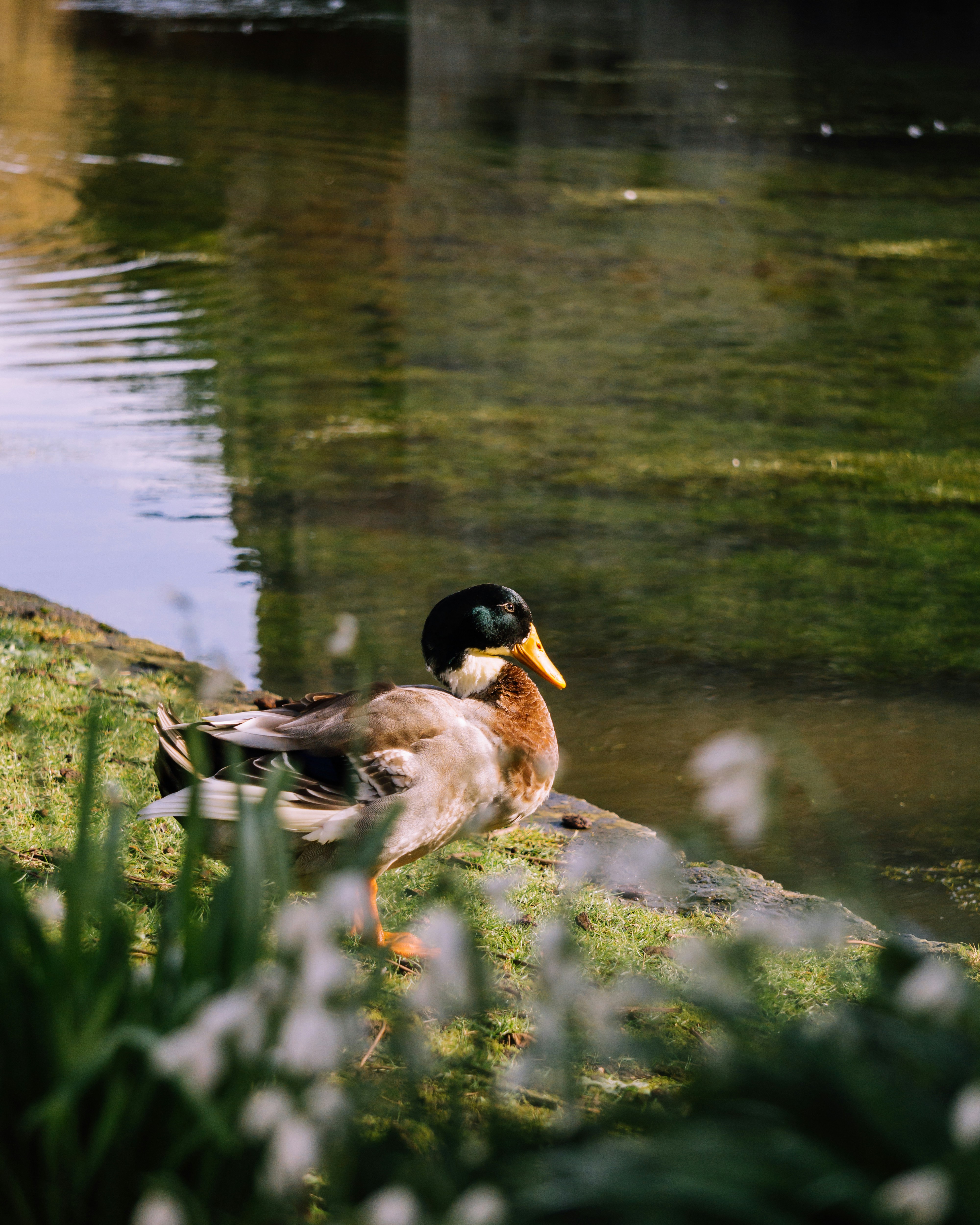 brown and black duck on green grass near body of water during daytime