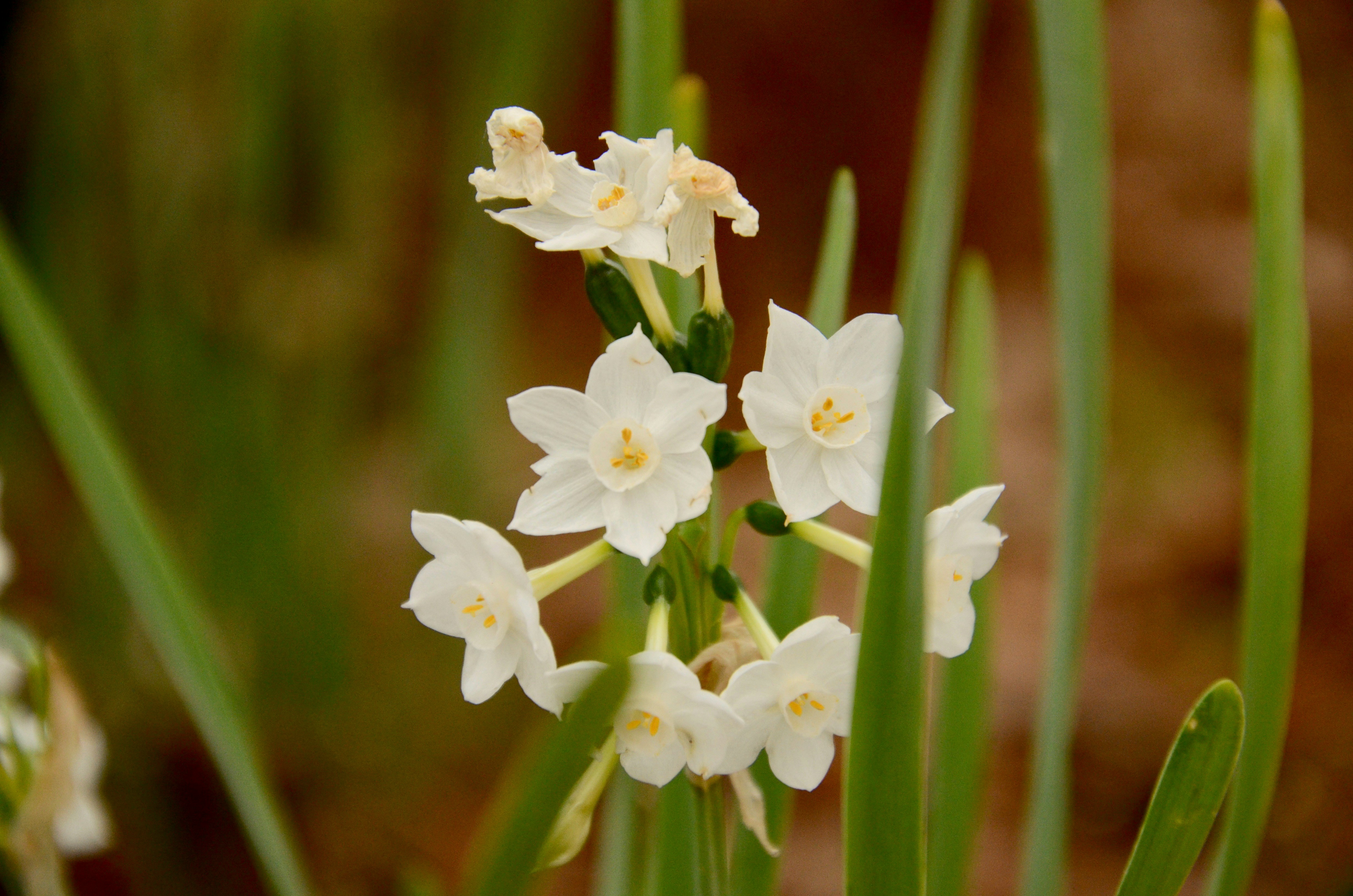 Narcissus Whisper: A Quiet Bloom in Green Veils