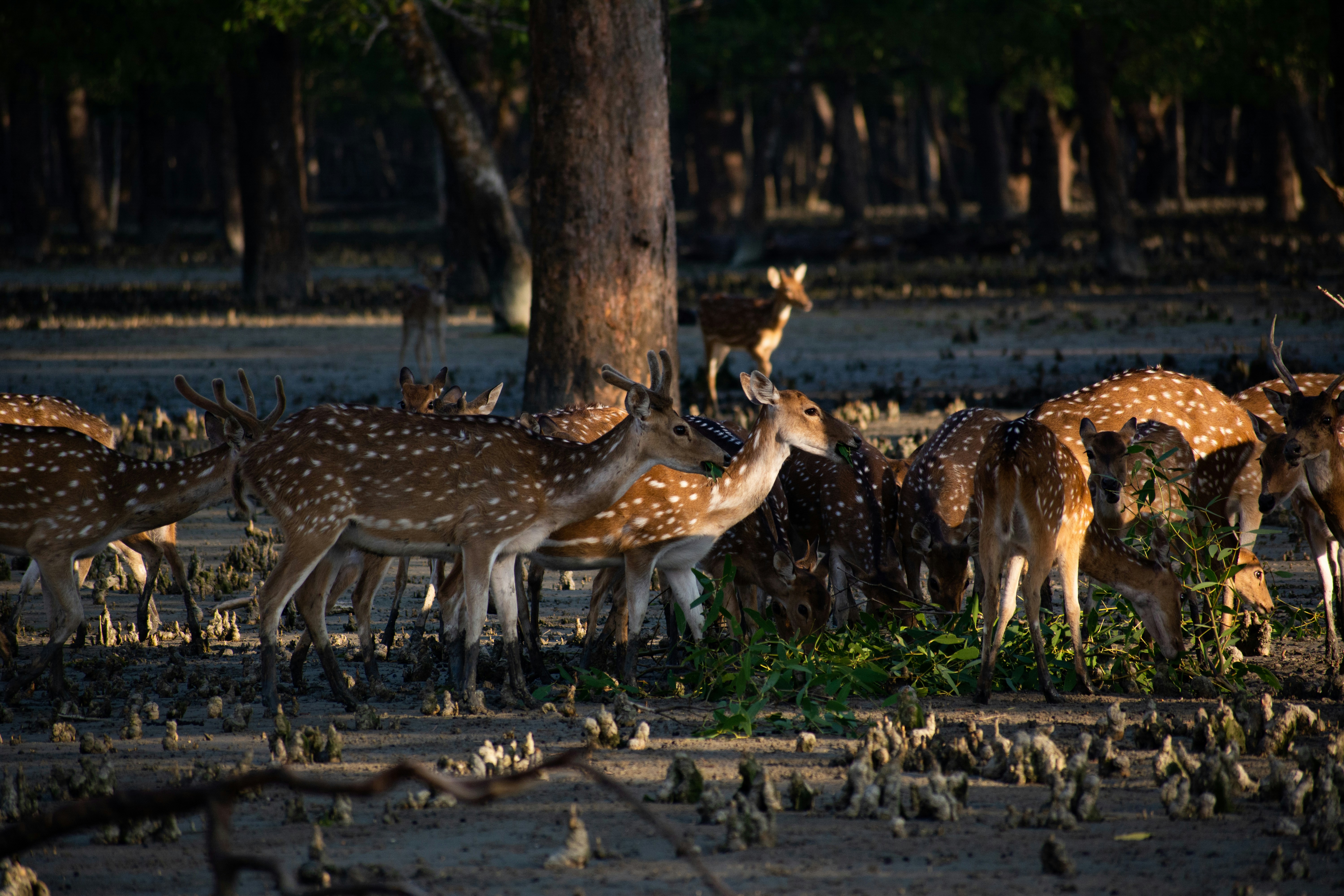 Dappled Grove Parade: Fawns and Flock Beneath the Pines