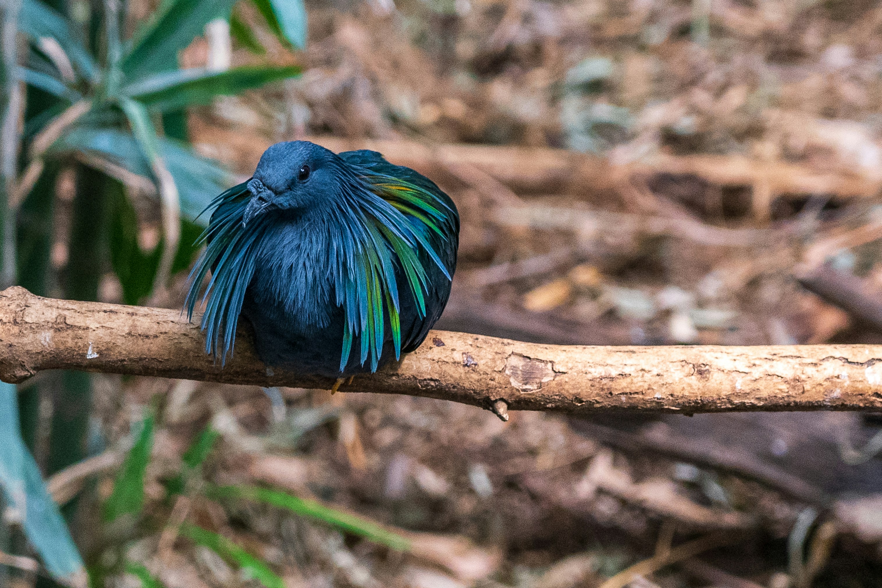 Iridescent Blue Bird Perched on a Weathered Branch