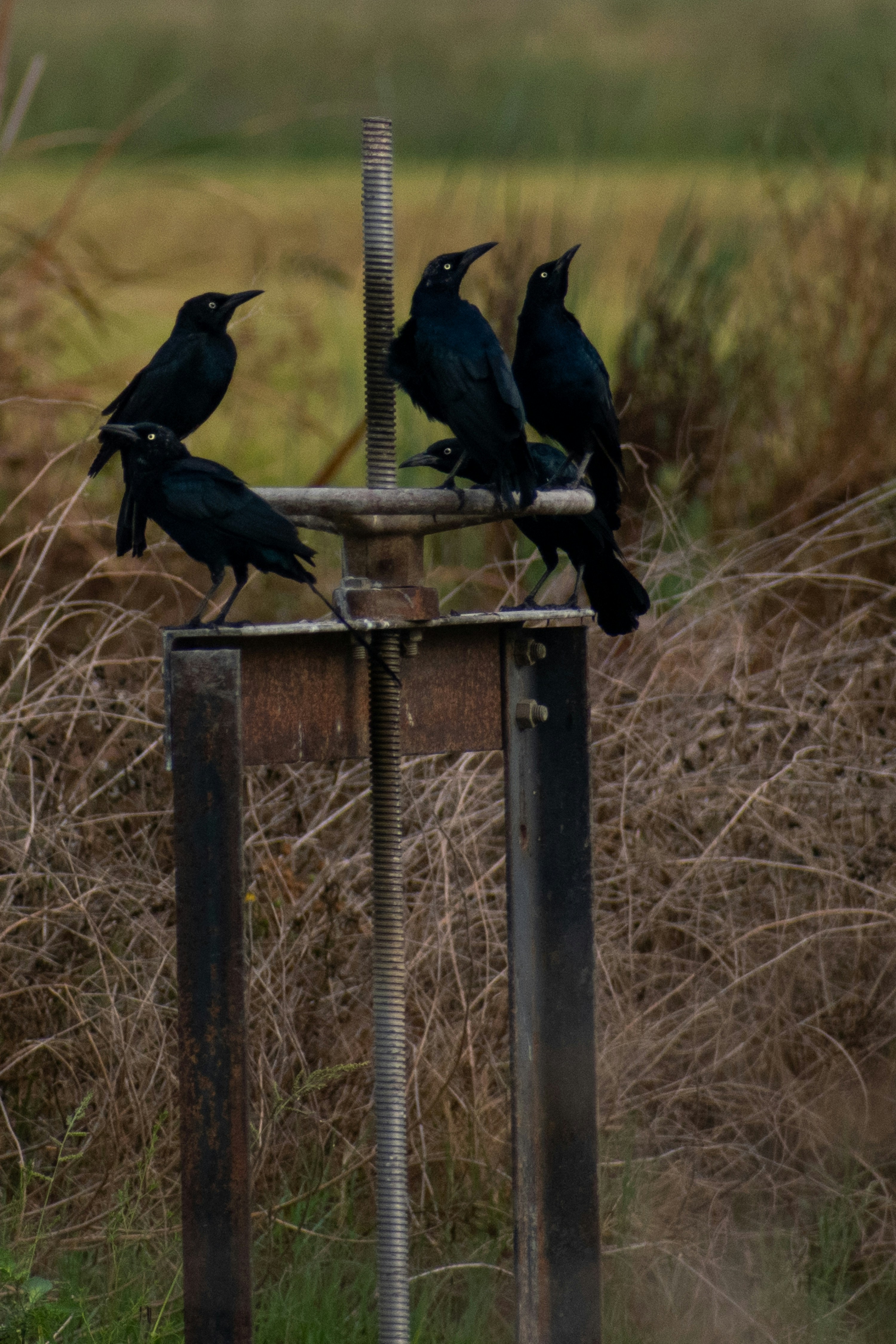 a group of black birds sitting on top of a metal pole