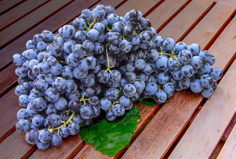 The Grapes of Choice: Understanding the Differences Between Table Grapes and Wine Grapes | Wines ...