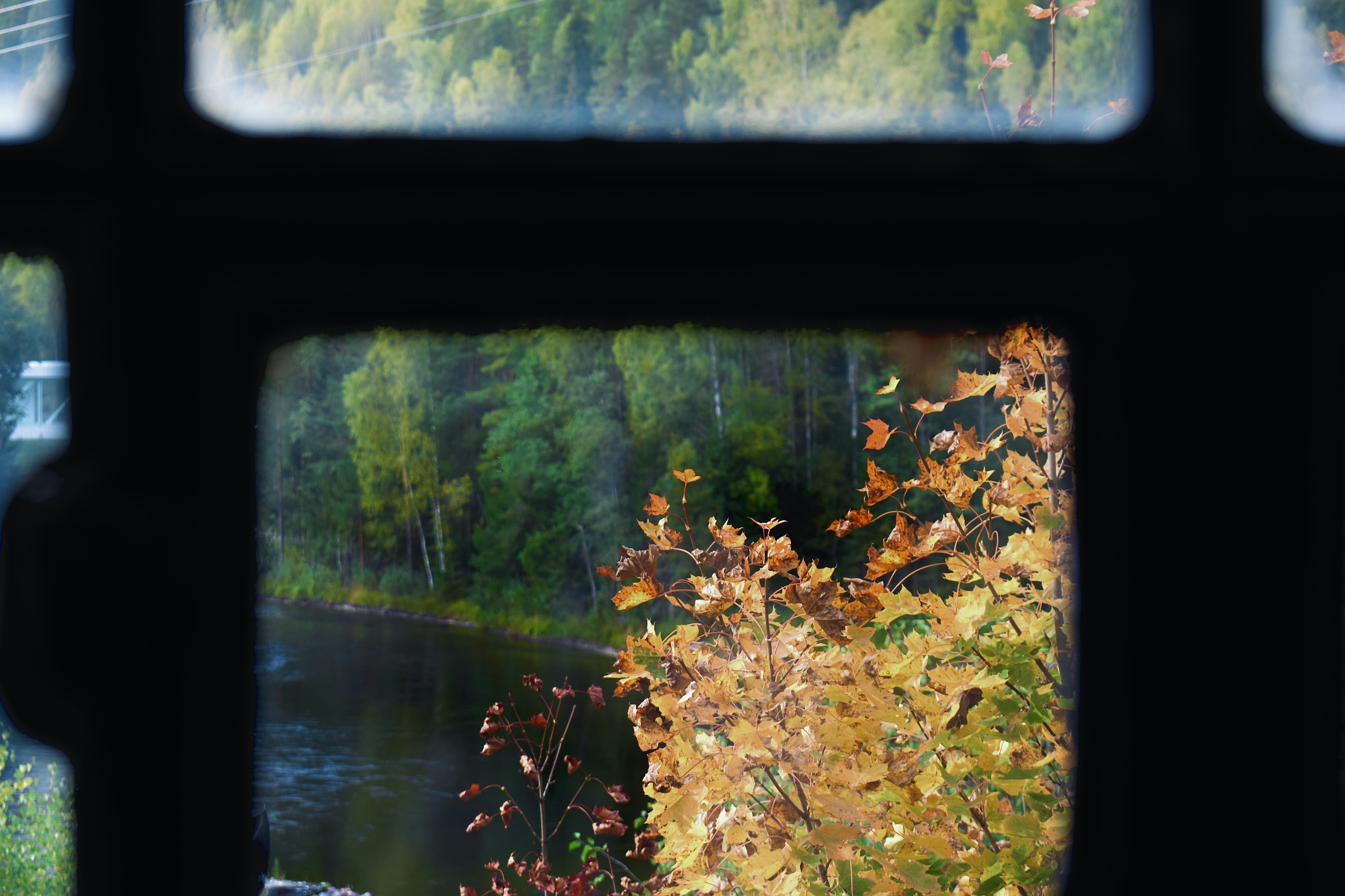 Vibrant autumn leaves seen through a window frame with a river and forest in the background.