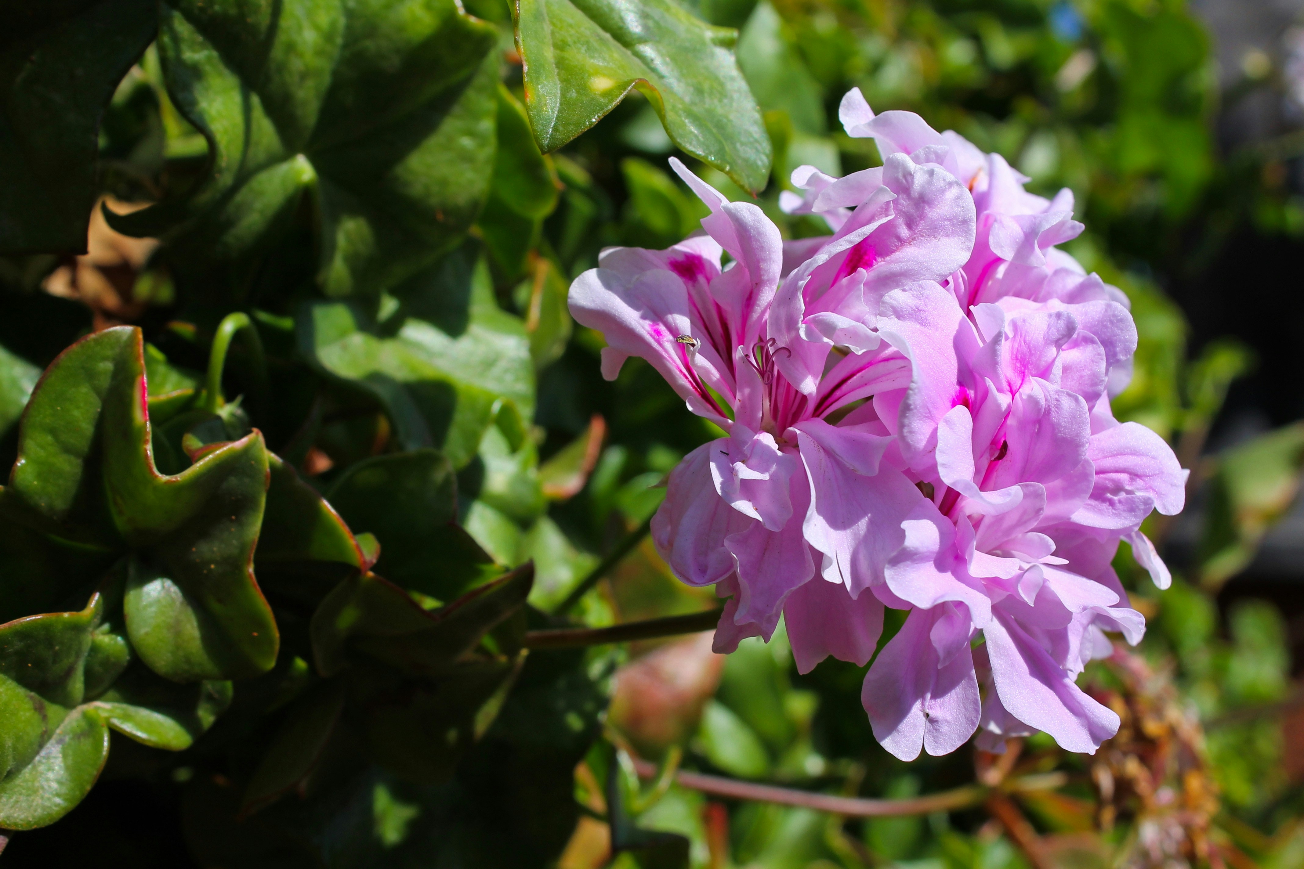 Delicate pink flower nestled among vibrant green leaves, showcasing nature's intricate beauty.