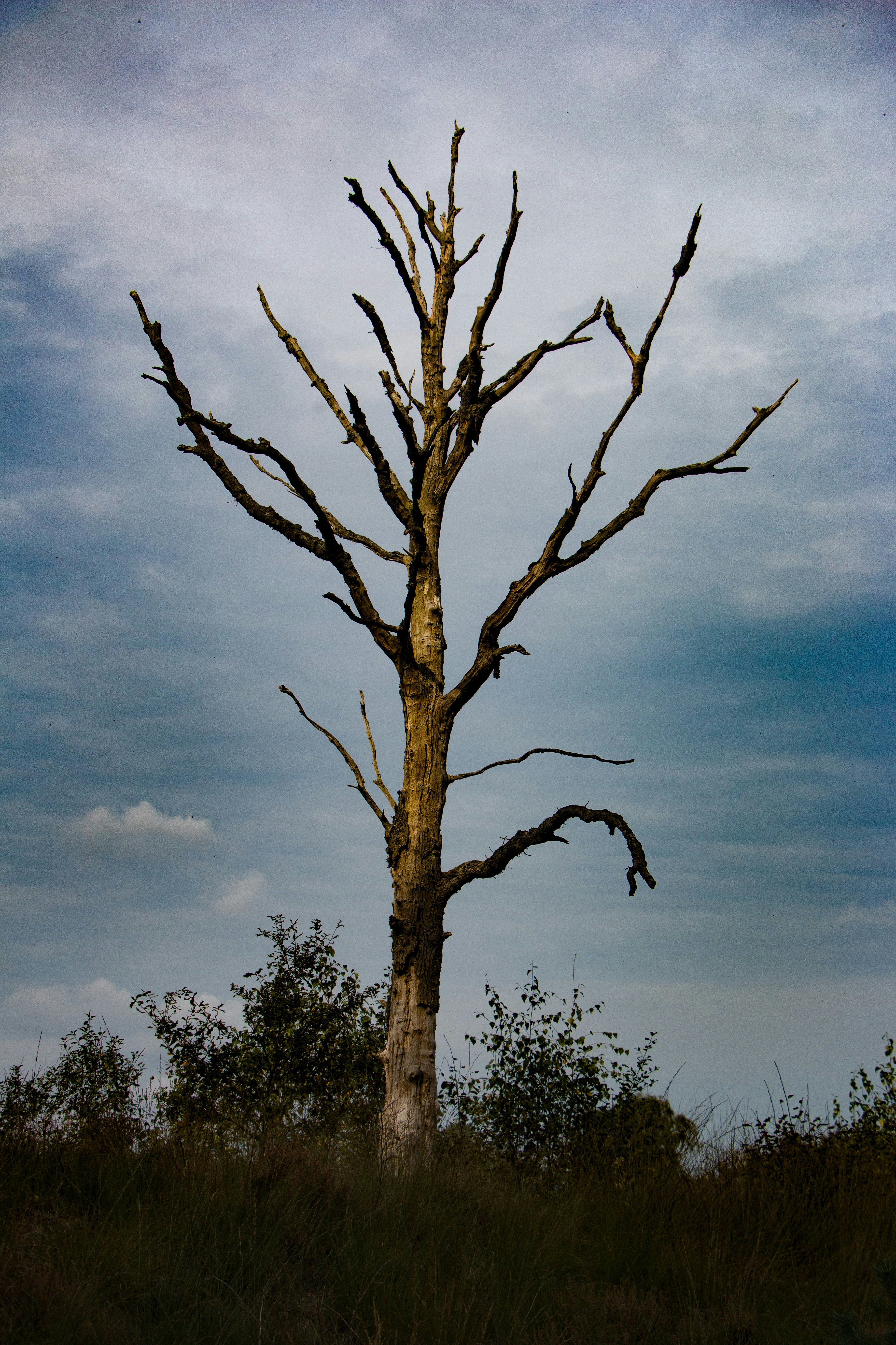A solitary, leafless tree stands against a moody sky, embodying resilience and solitude amidst a backdrop of greenery.