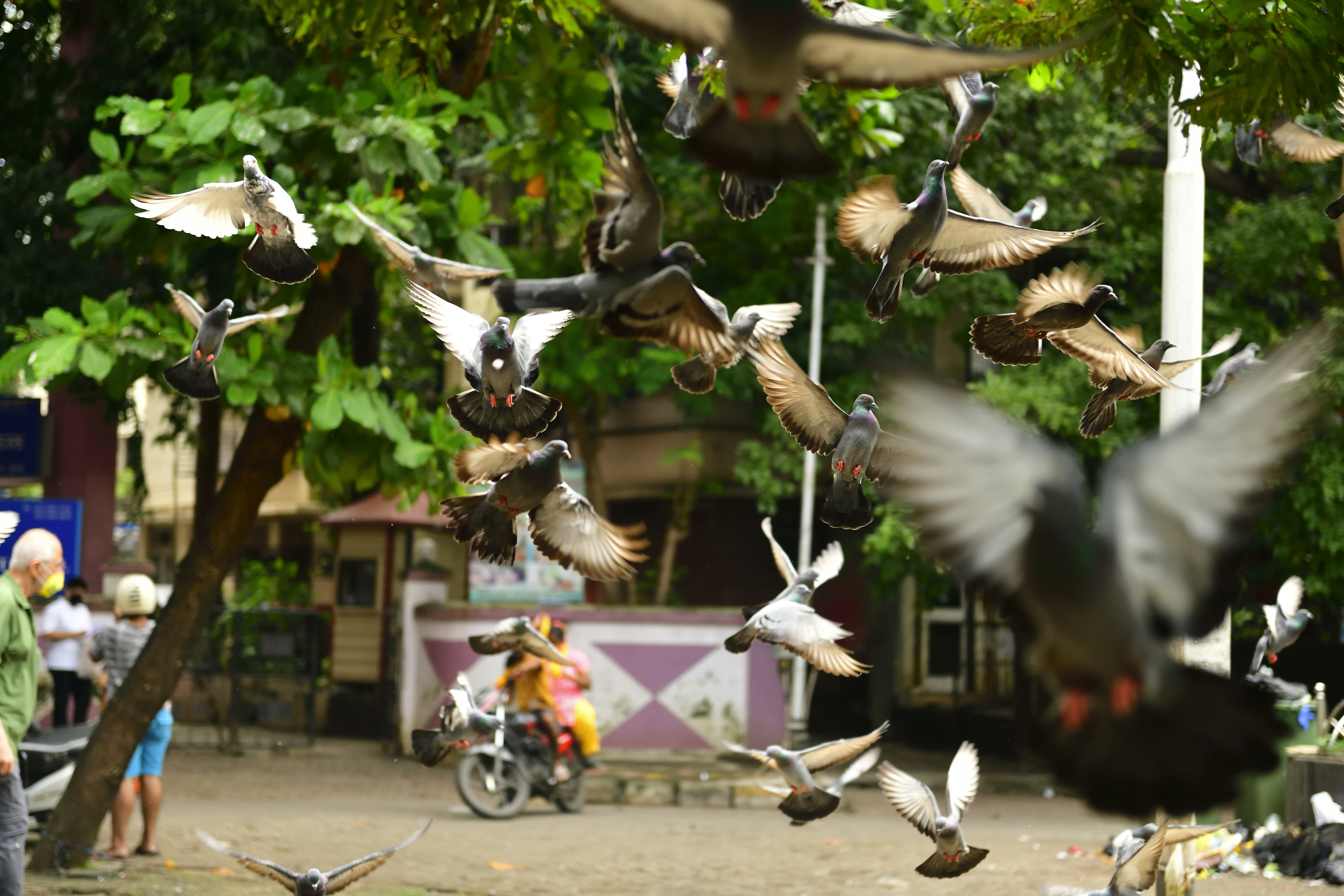 Pigeons