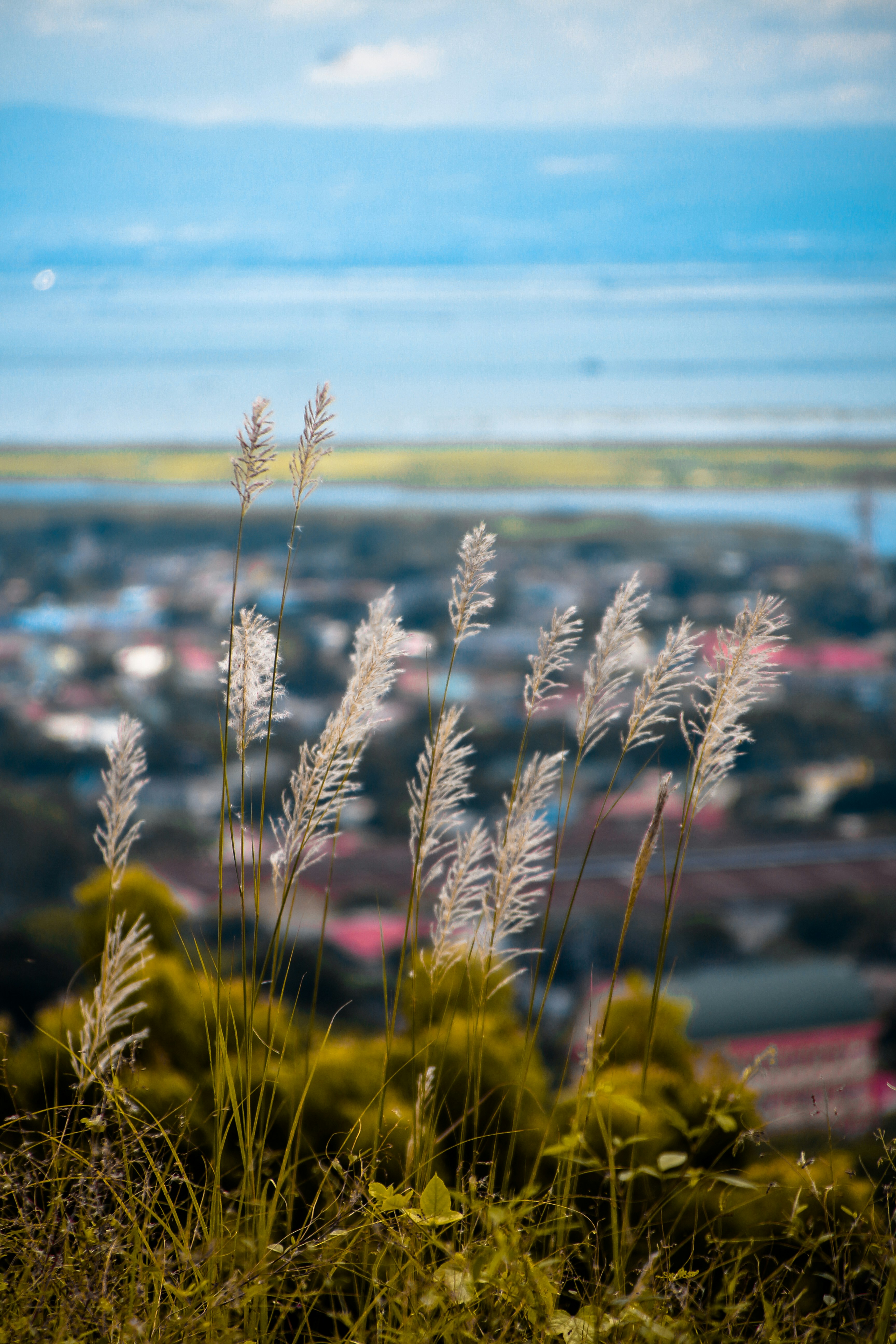 Whispering grasses overlook a sleepy coastal town