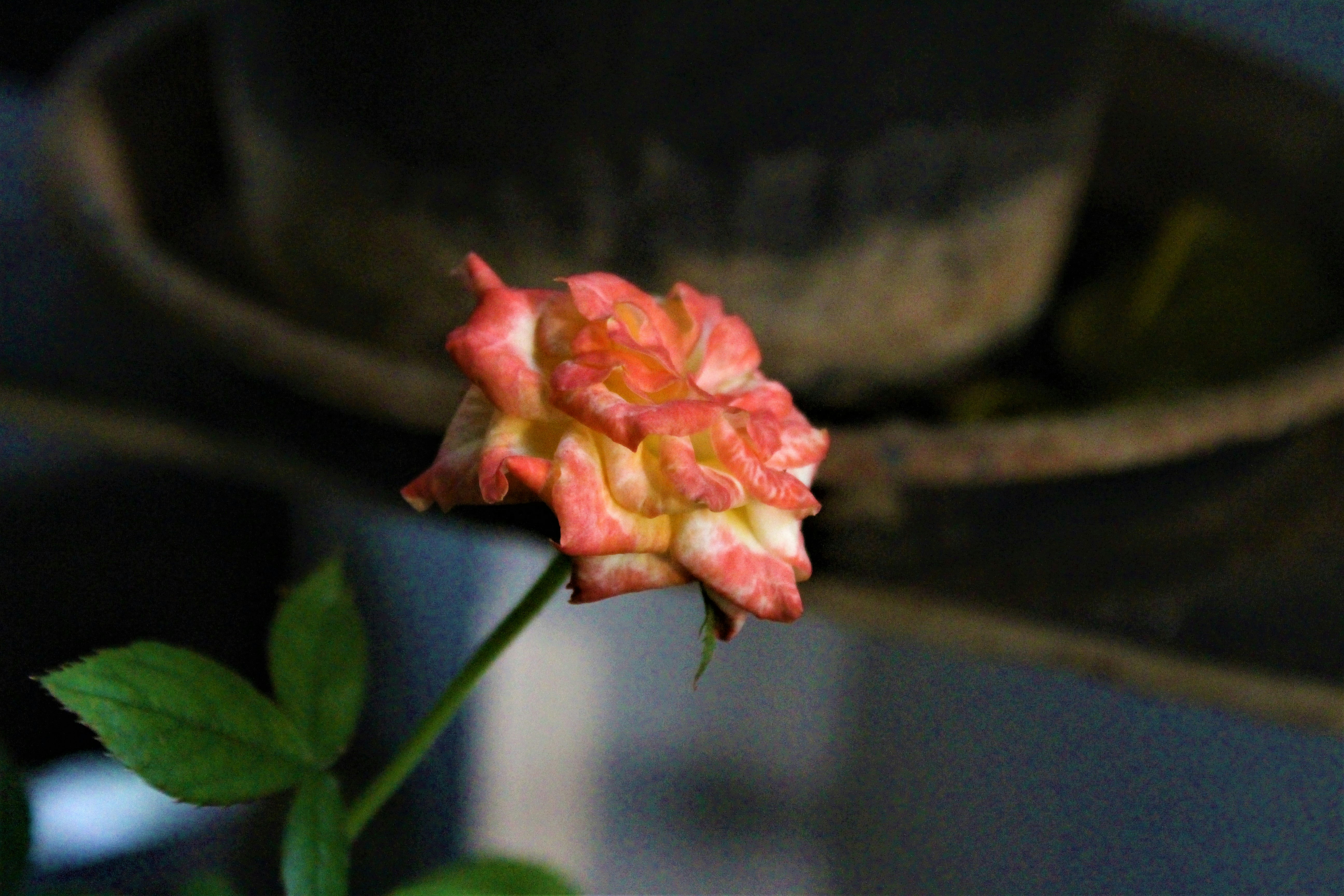 red flower in tilt shift lens