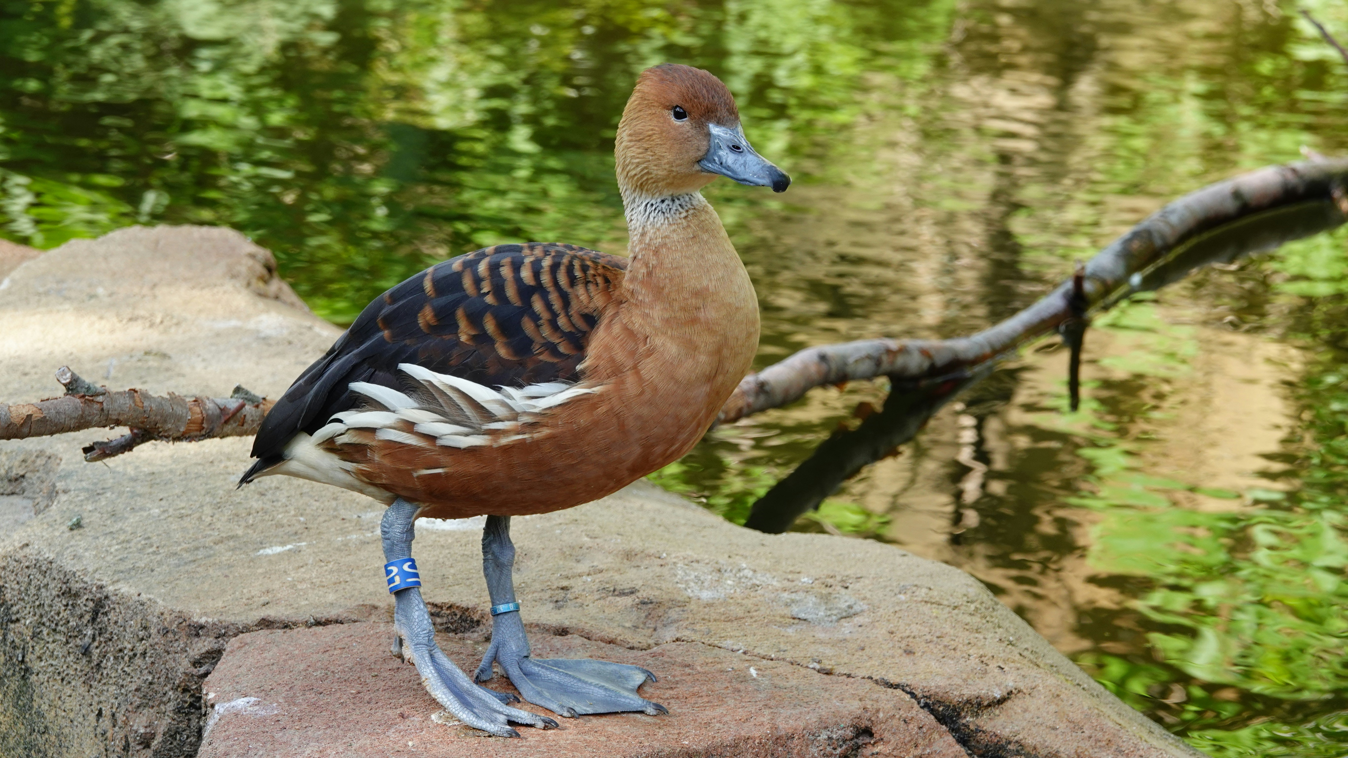 Rust-Brown Duck with Blue Leg Band Perched on Stone by a Quiet Pond