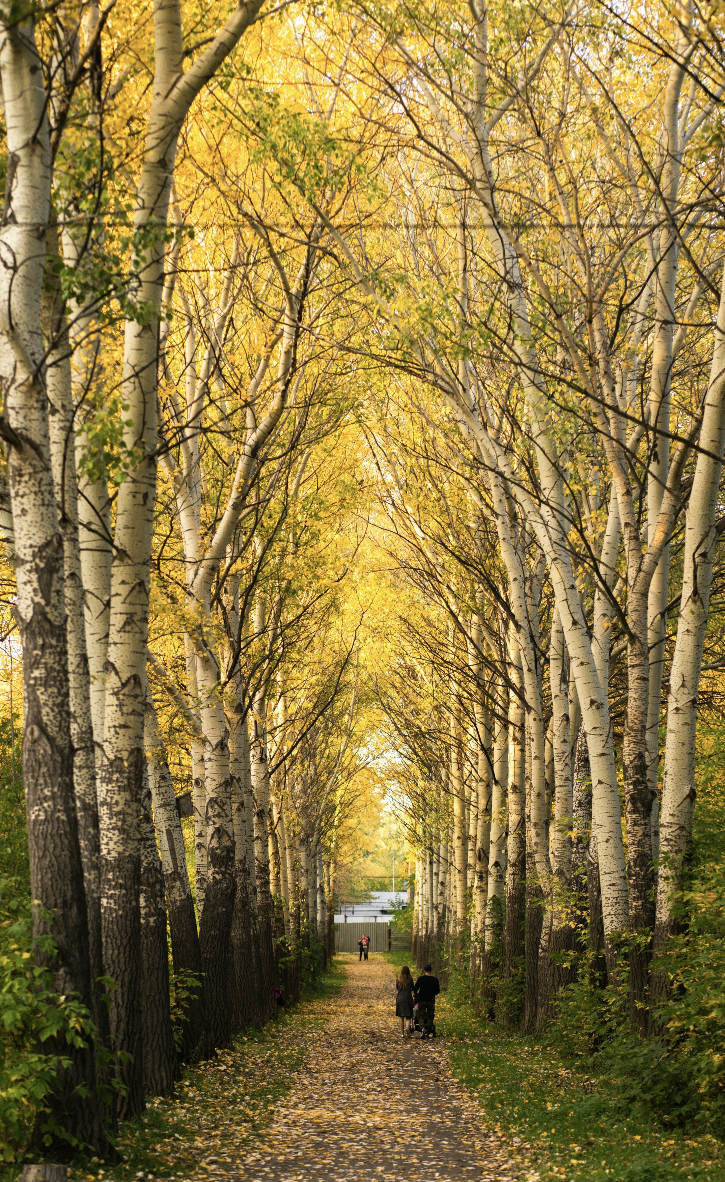 Golden Aisle Under Birch Canopy: Autumn Path with Distant Pedestrians