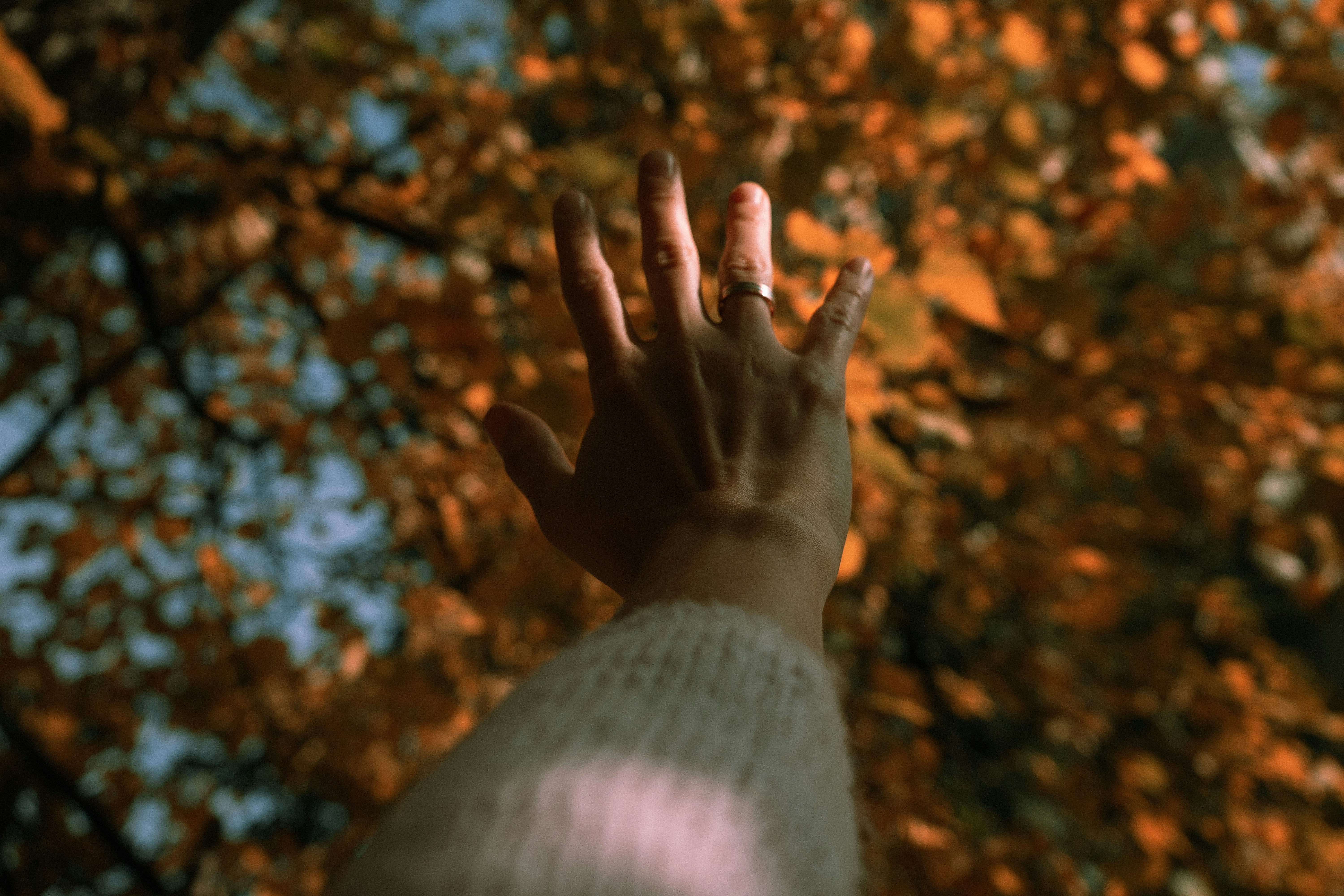 Reach for Autumn Light: Framed Hand Against a Canopy of Fall