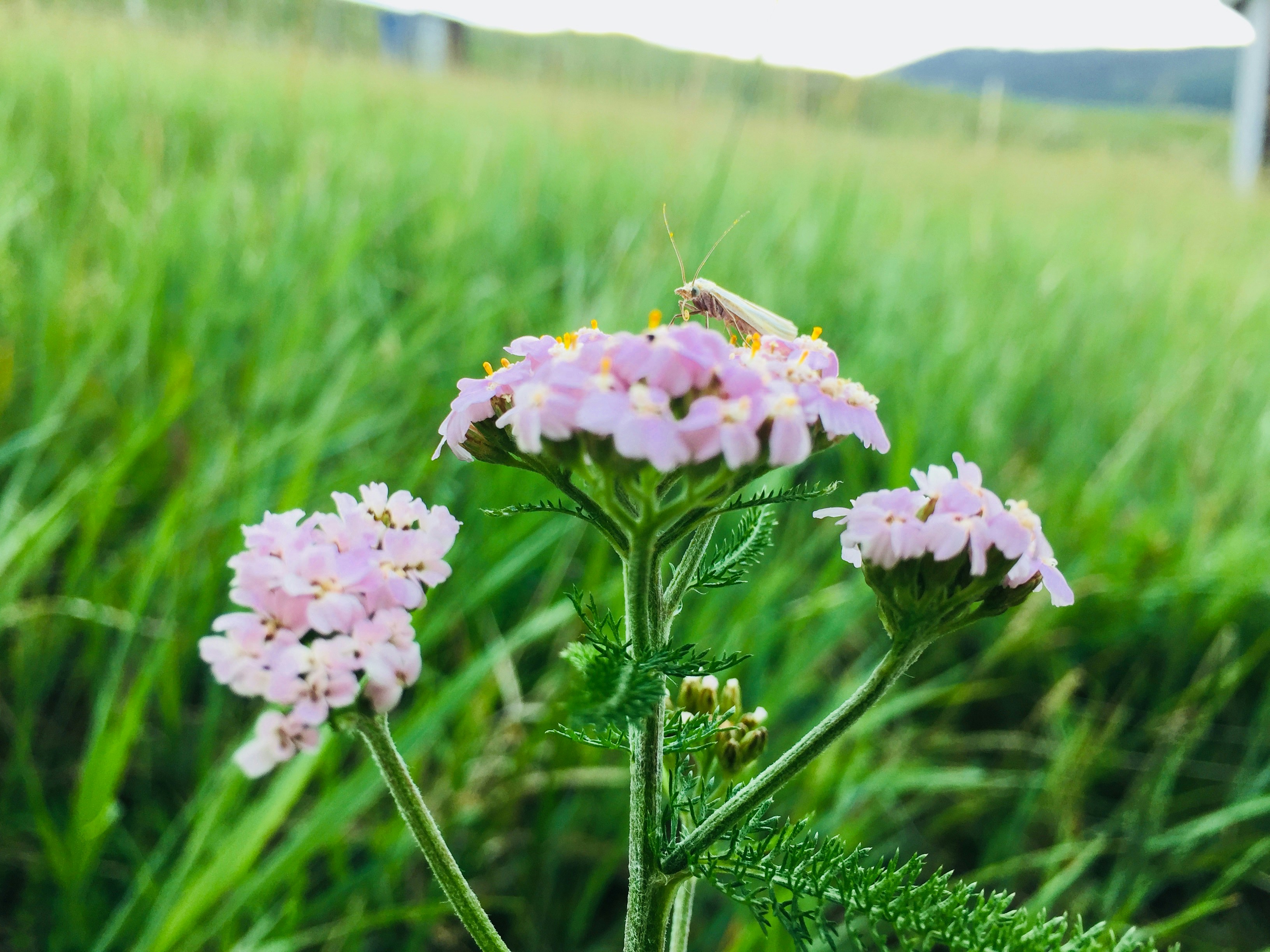 Petal Sentinel: A Delicate Bloom Surrounded by Emerald Field