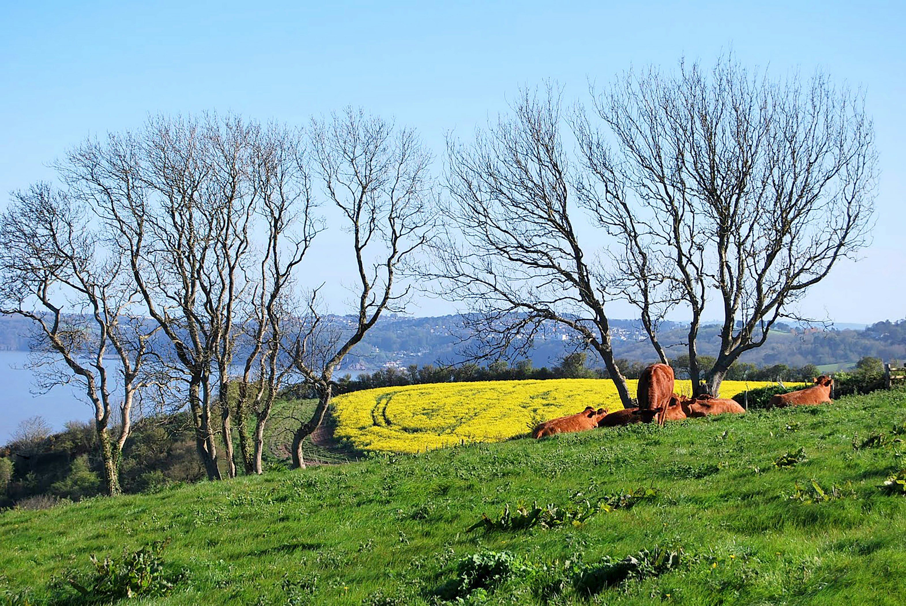 Bare trees stand against a bright blue sky, while cows rest on lush green grass near a vibrant yellow field.