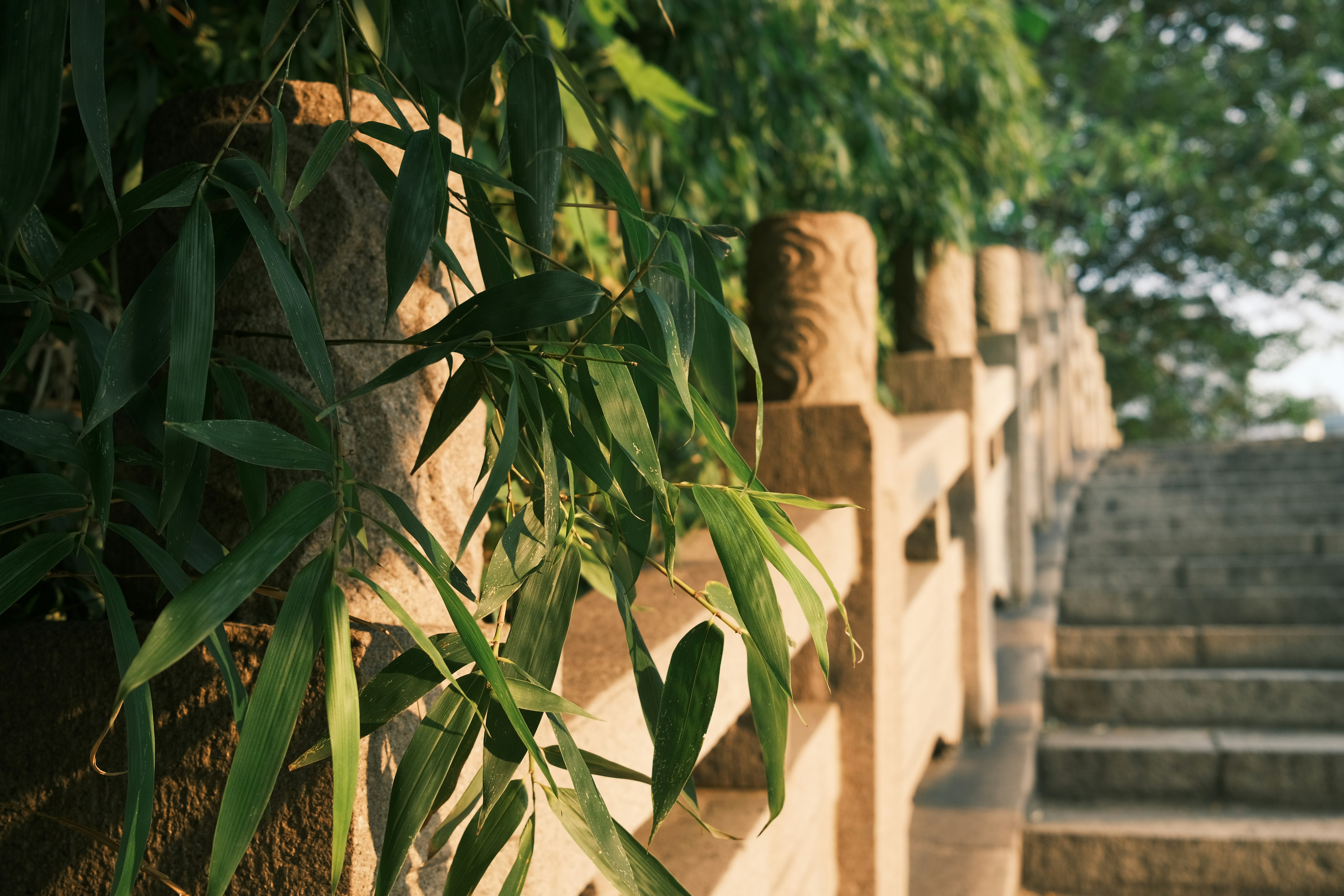 green plant near brown concrete fence during daytime