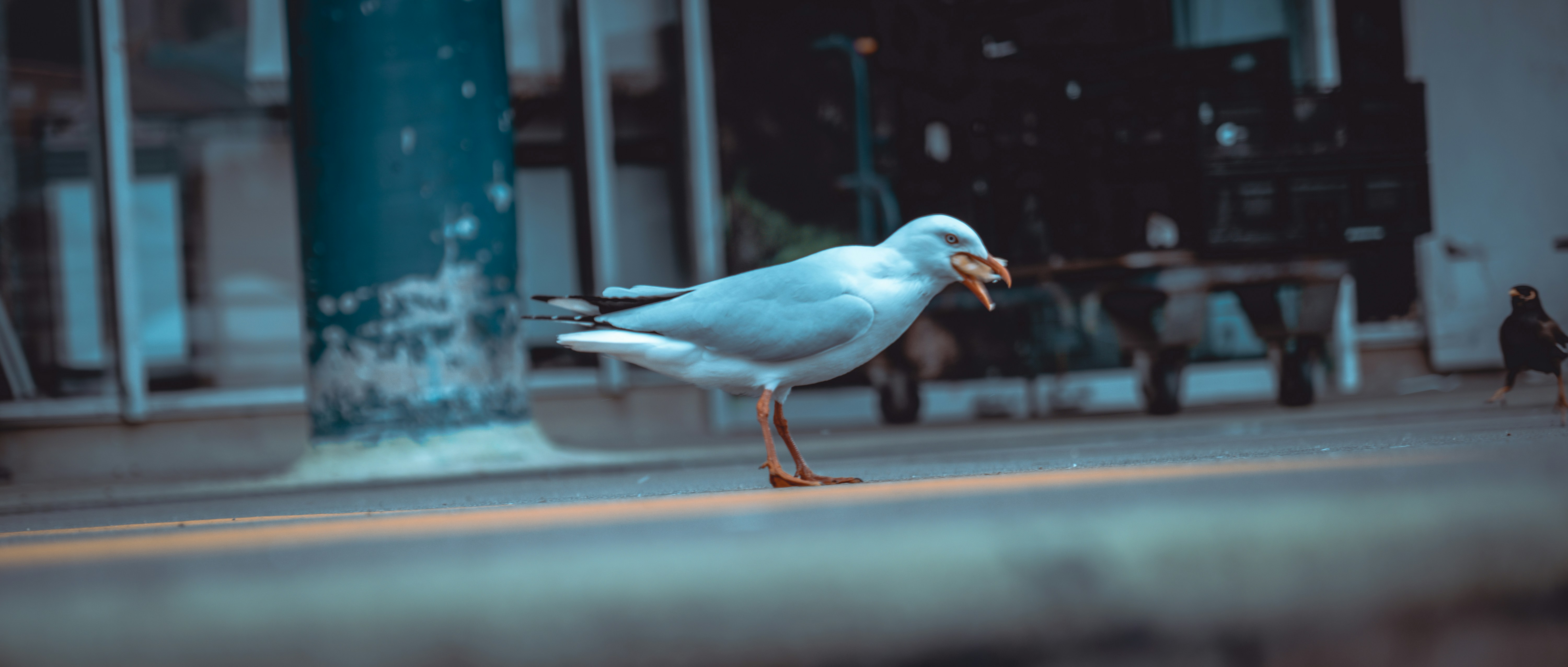 A seagull scavenges for food on a city sidewalk, showcasing its adaptability to urban environments.