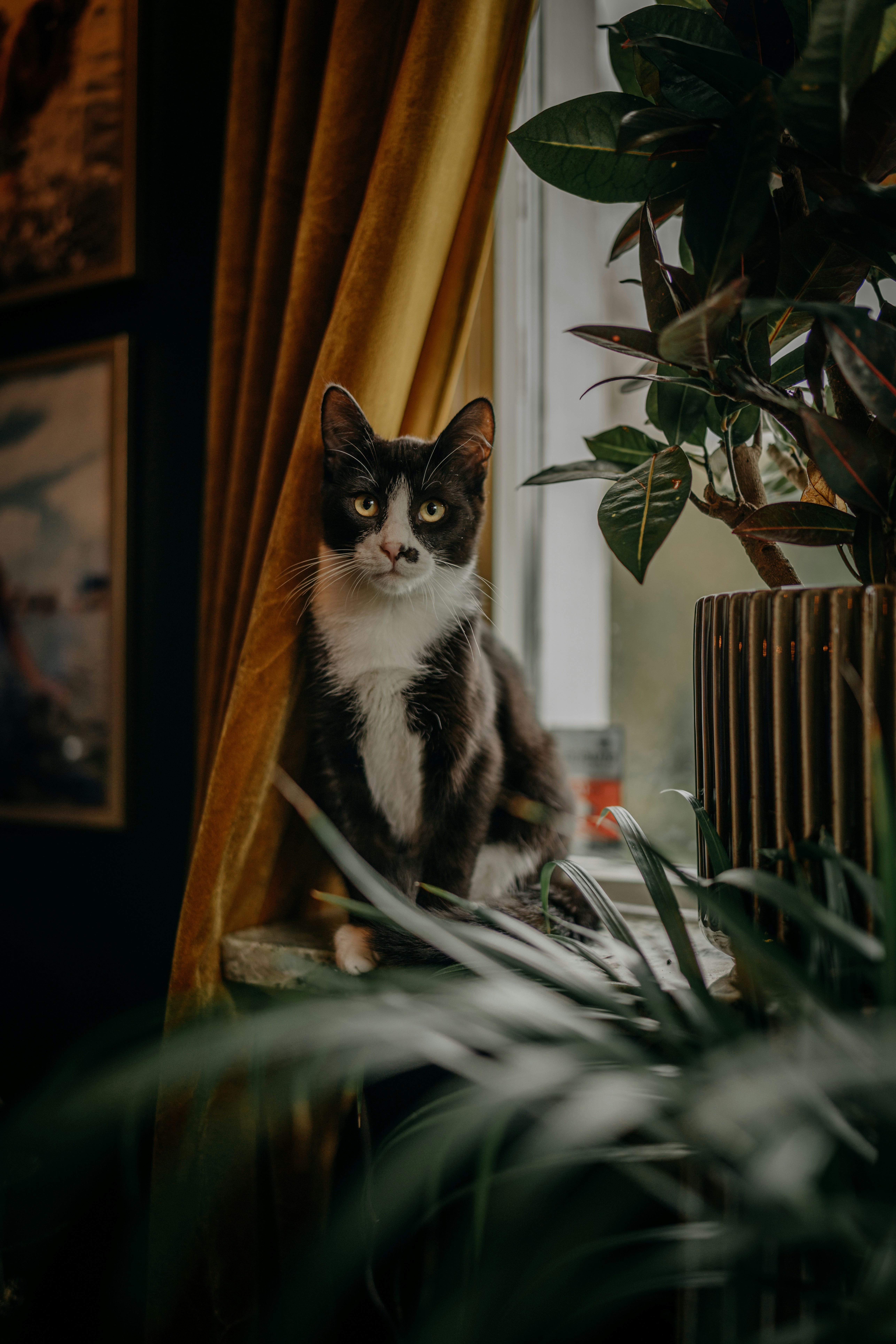 A black and white cat perched on a windowsill, surrounded by lush greenery and warm curtains, exuding a sense of tranquility.