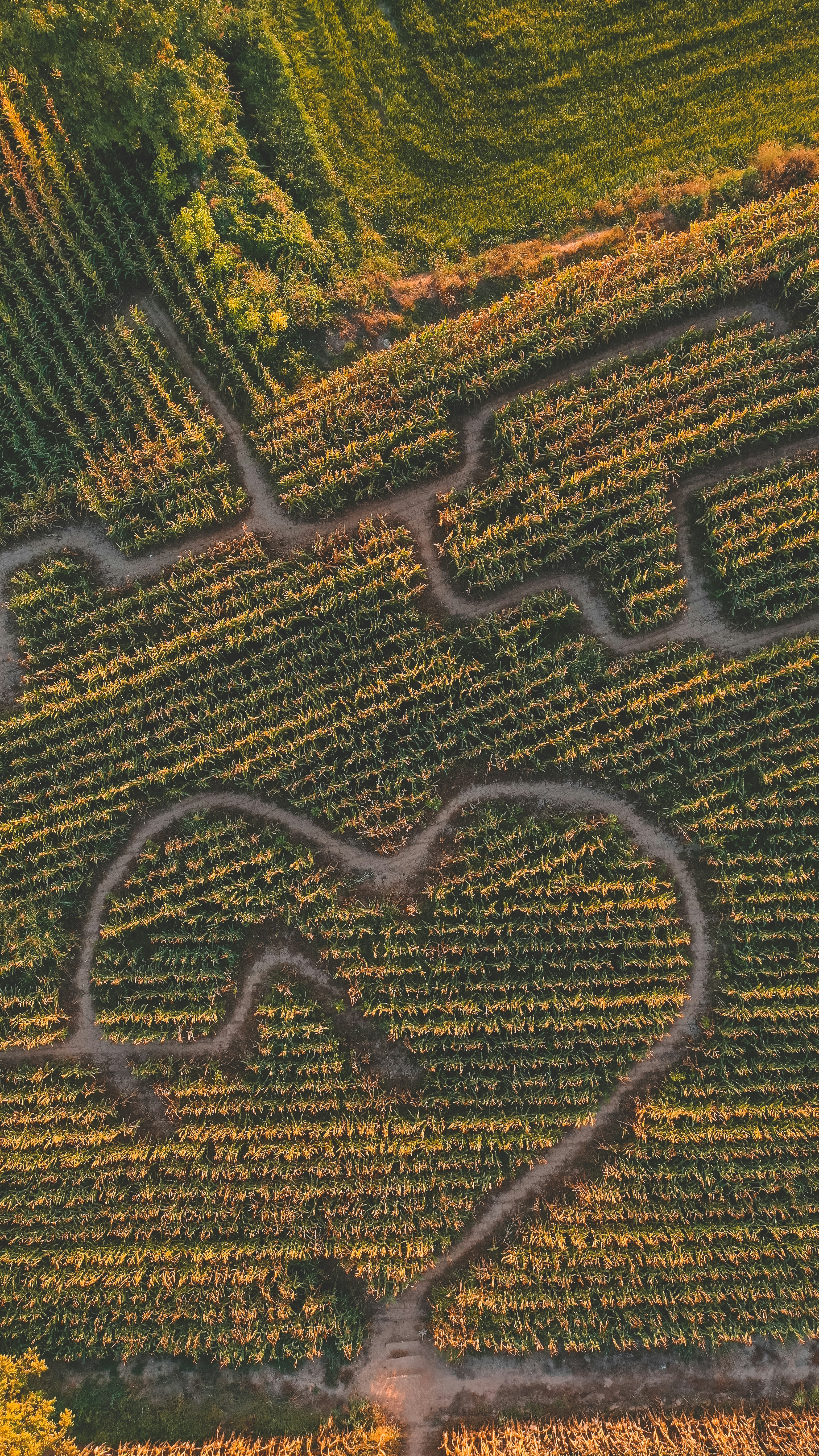 Aerial view of a cornfield maze shaped like a heart, surrounded by lush greenery. The maze's winding paths create a playful and inviting atmosphere.