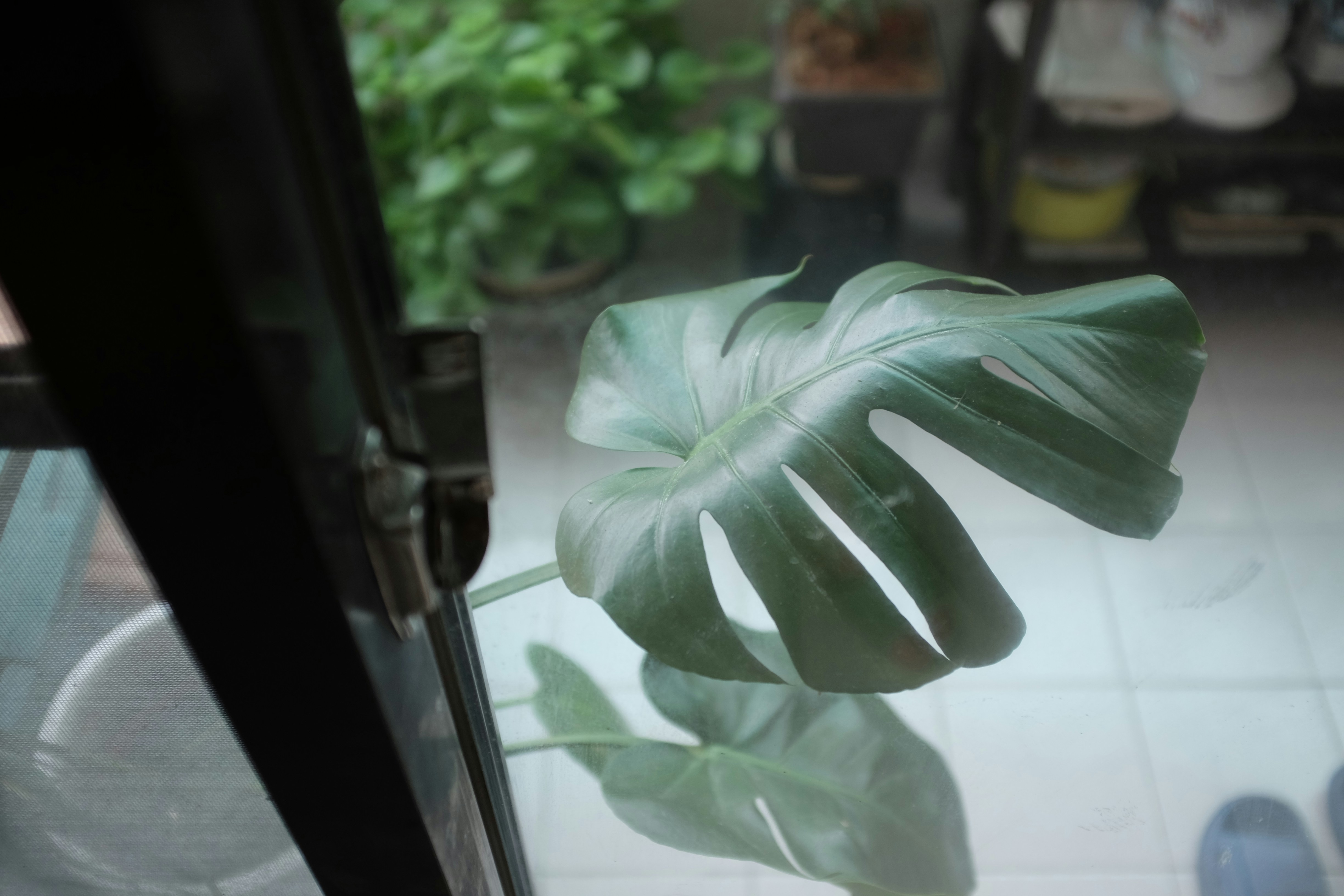 Monstera Leaf Framed by Glass Door in Quiet Indoor Light