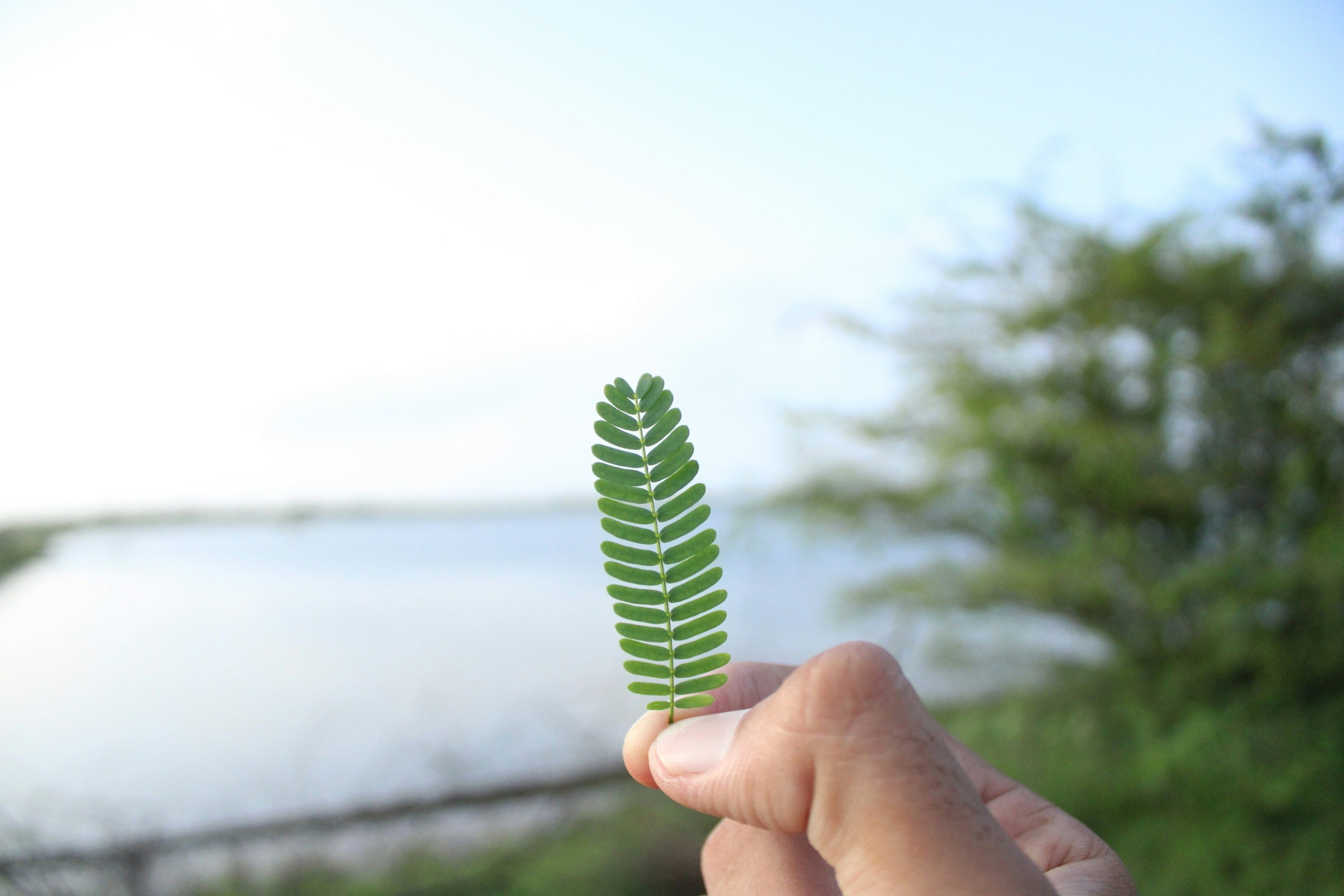 Tiny Fern, Vast Lake: A Handful of Green Against a Quiet Horizon