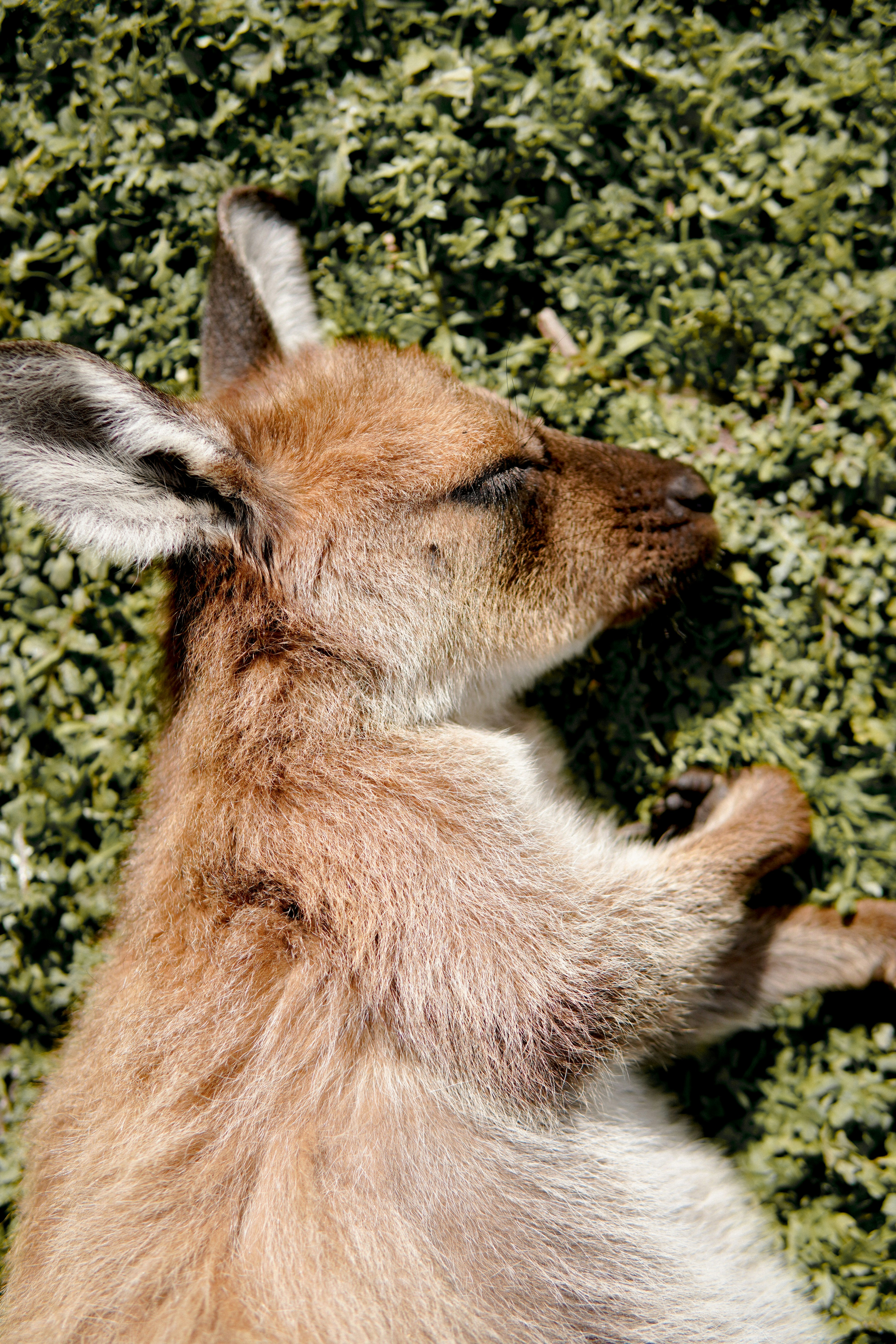 Sunlit Doze: Kangaroo Lounging in Quiet Green