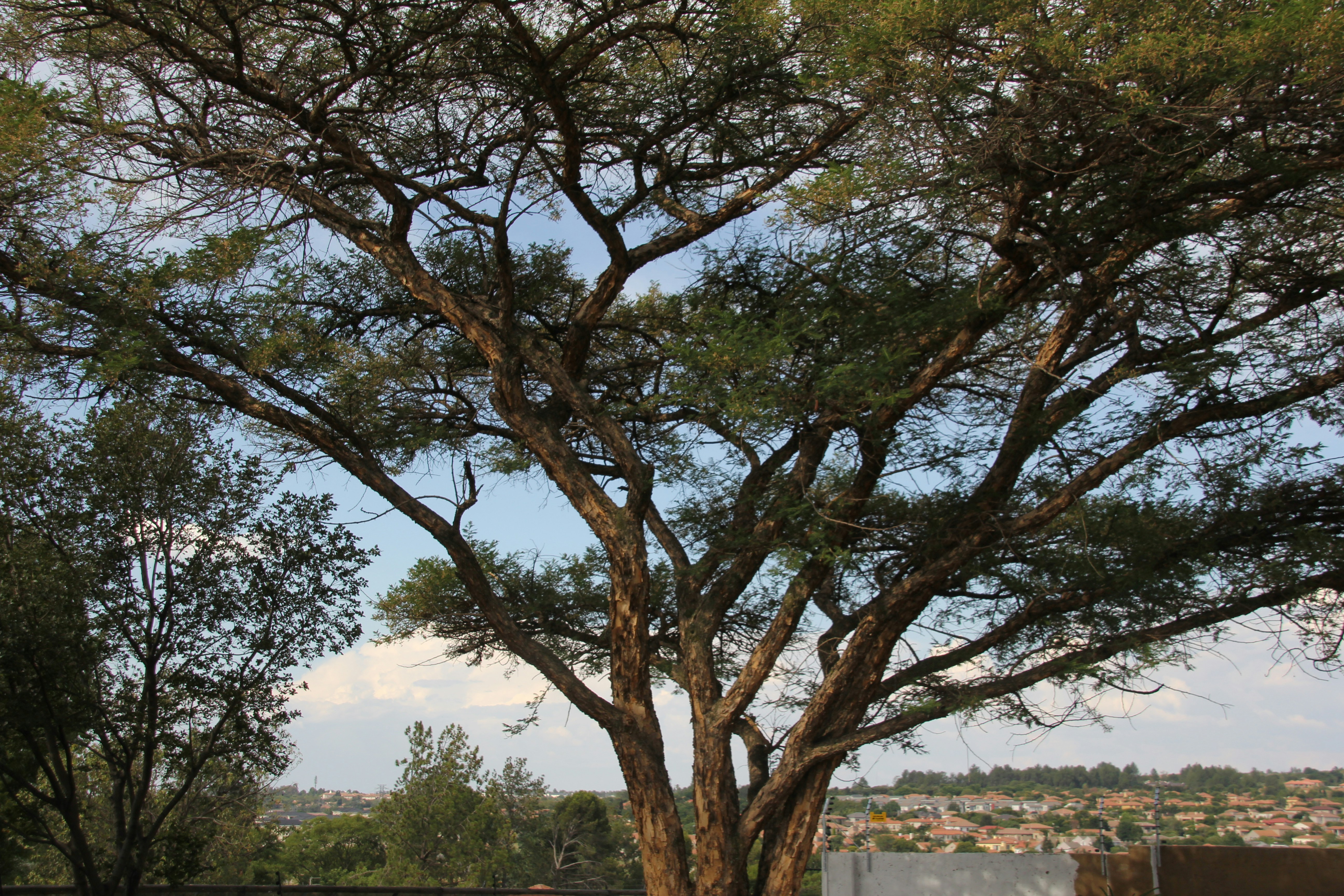 A majestic tree stretches its branches against a backdrop of a vibrant sky and distant landscape. The intricate network of limbs showcases nature's resilience.