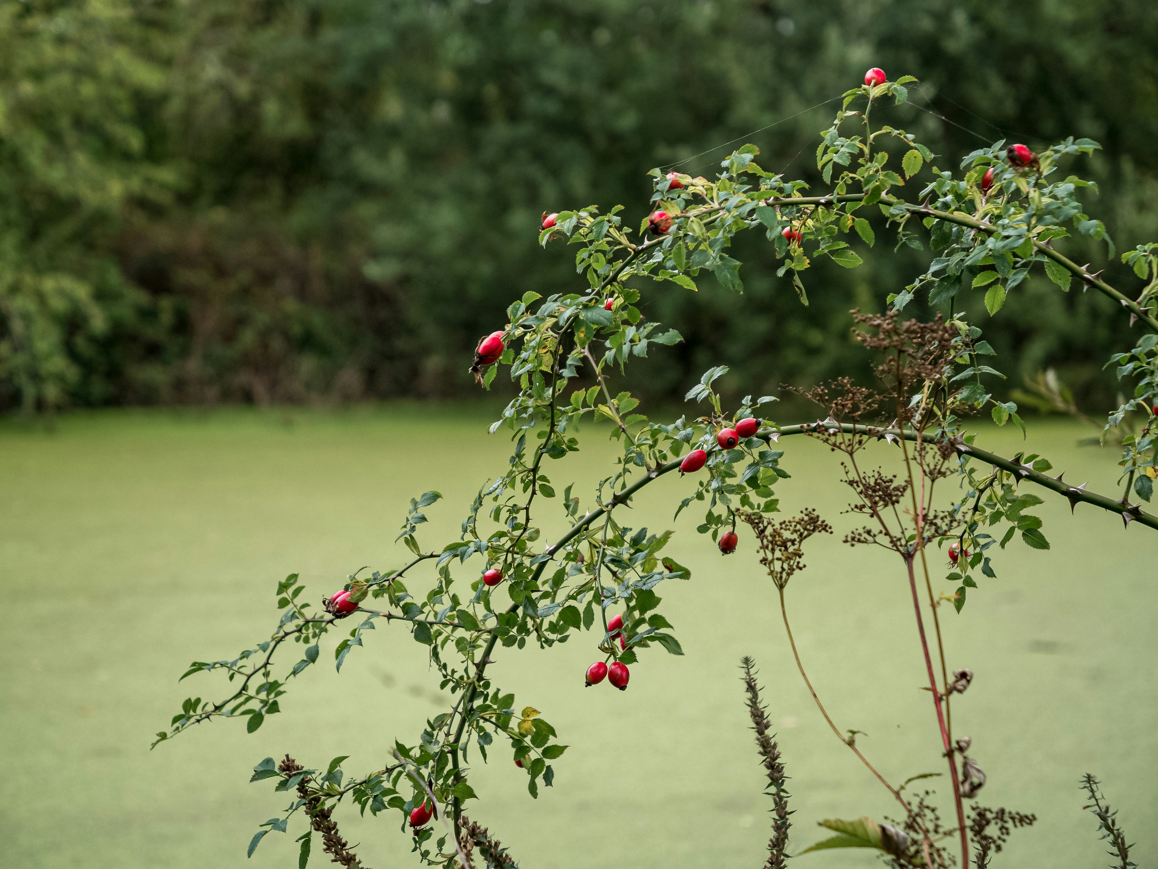 Crimson berries arch over a tranquil green pond, captured in a crisp, natural photograph.
