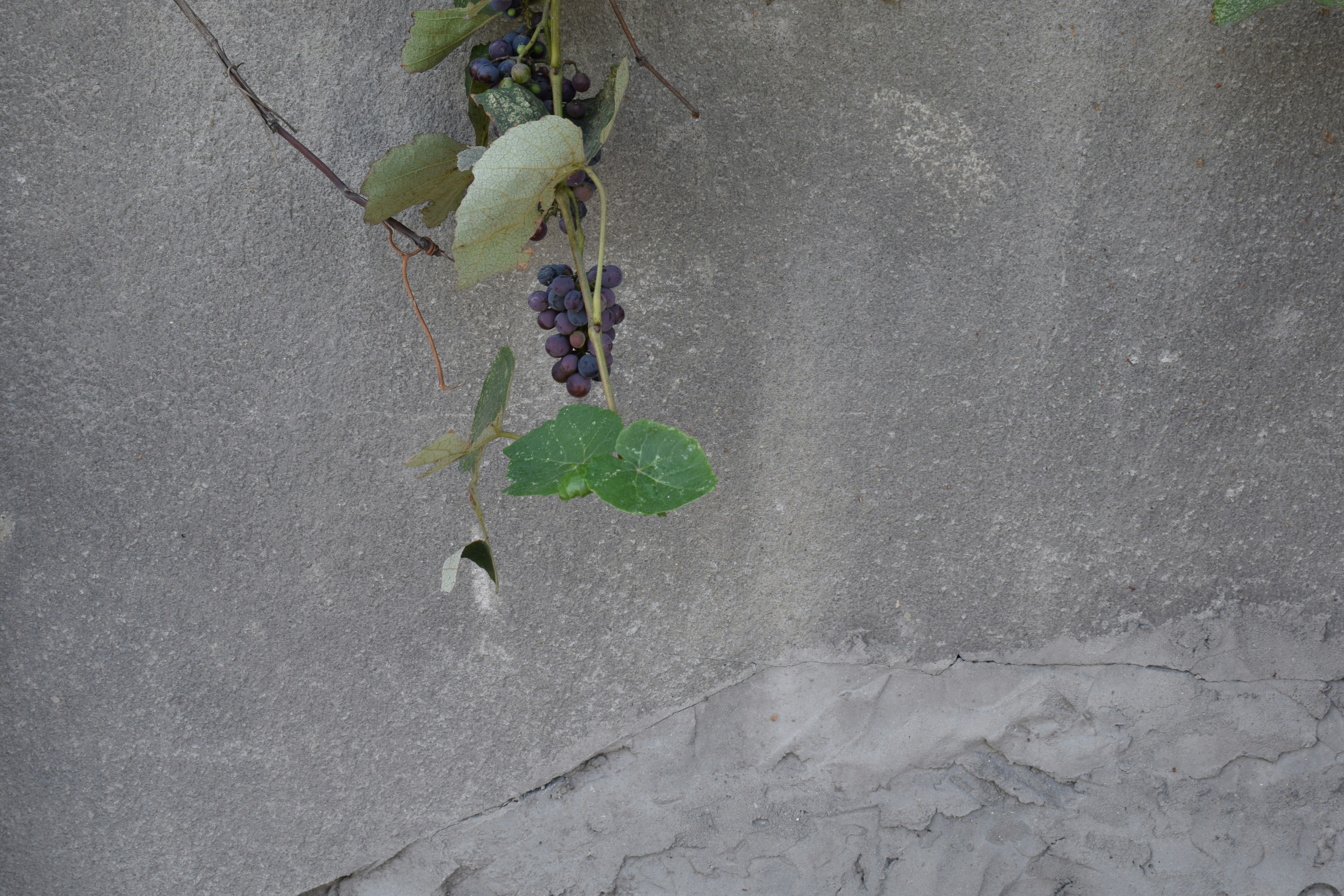 green plant on gray concrete wall