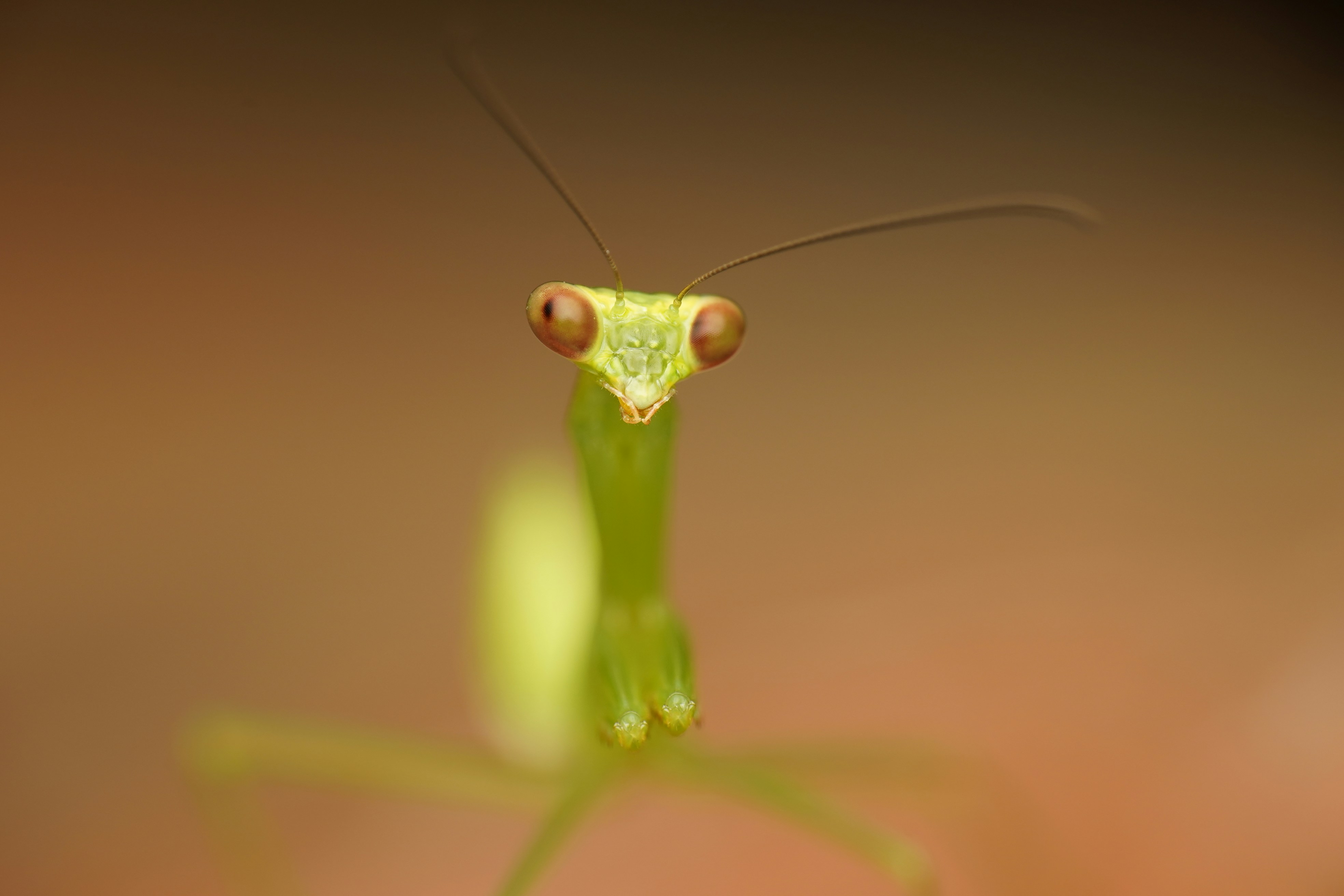 Green praying mantis on brown surface in close up photography photo ...