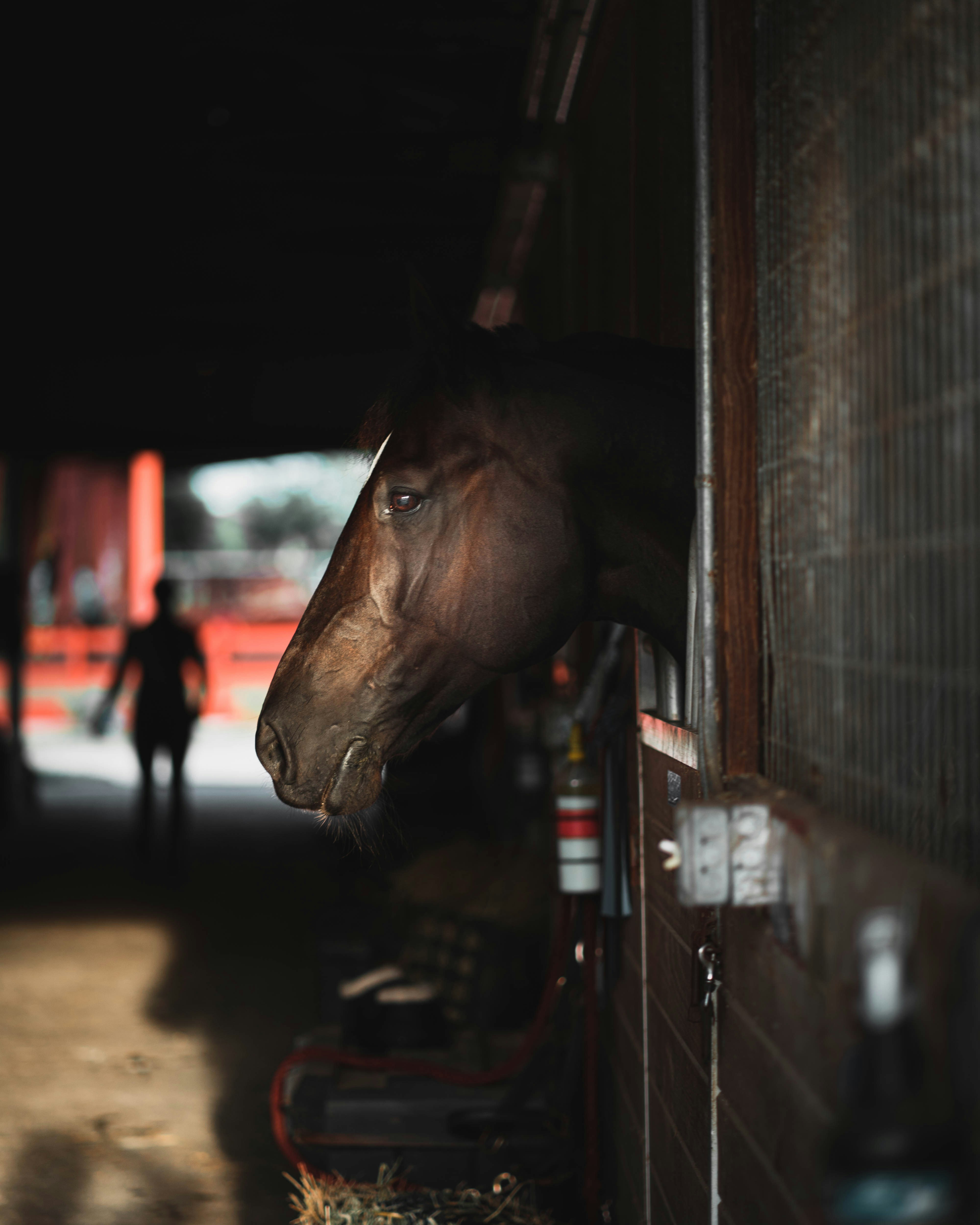 Horseside Messenger: A Quiet Stall with a Curious Gaze