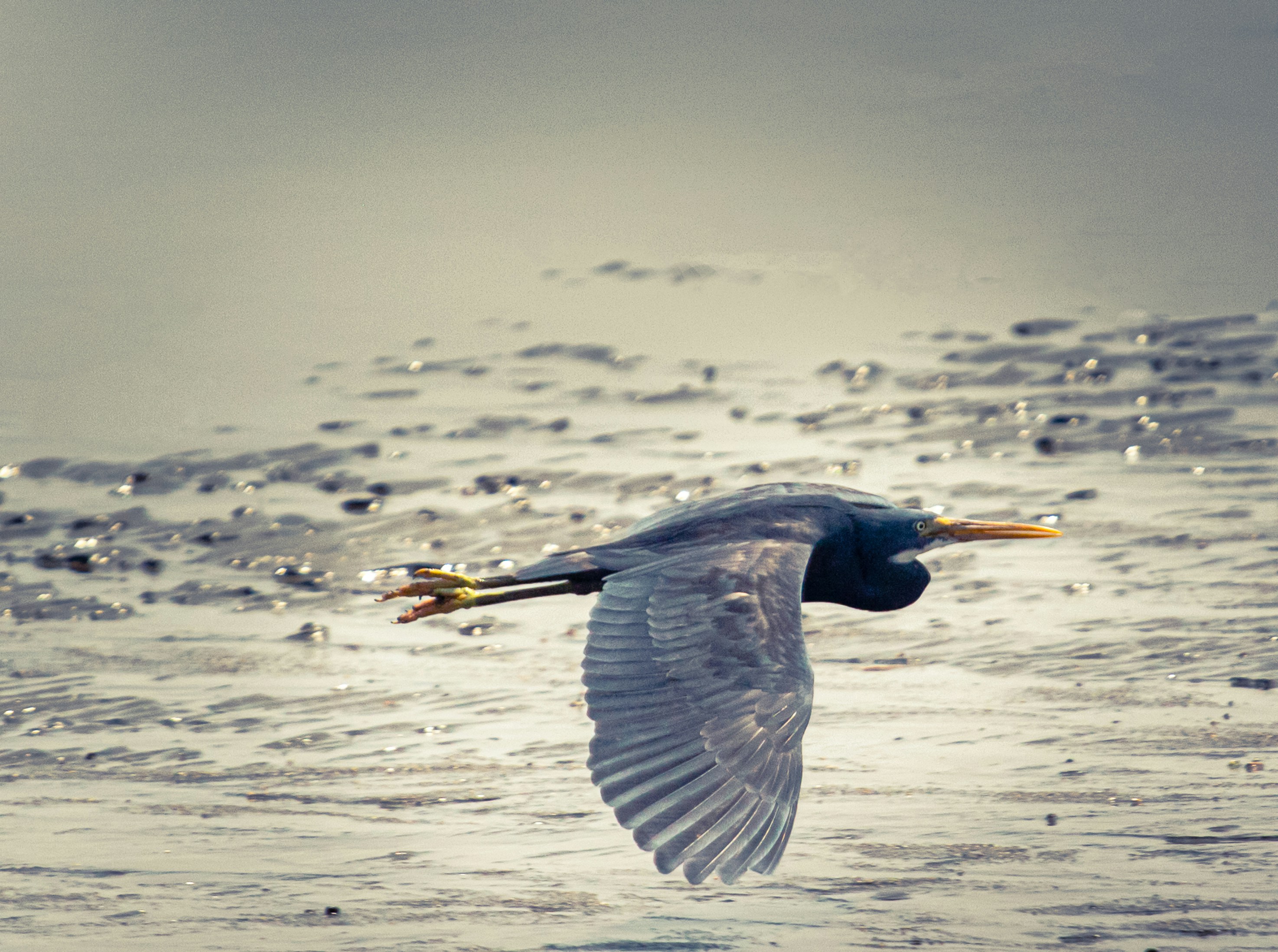 Heron gliding over a rippling tide with wings fully extended.