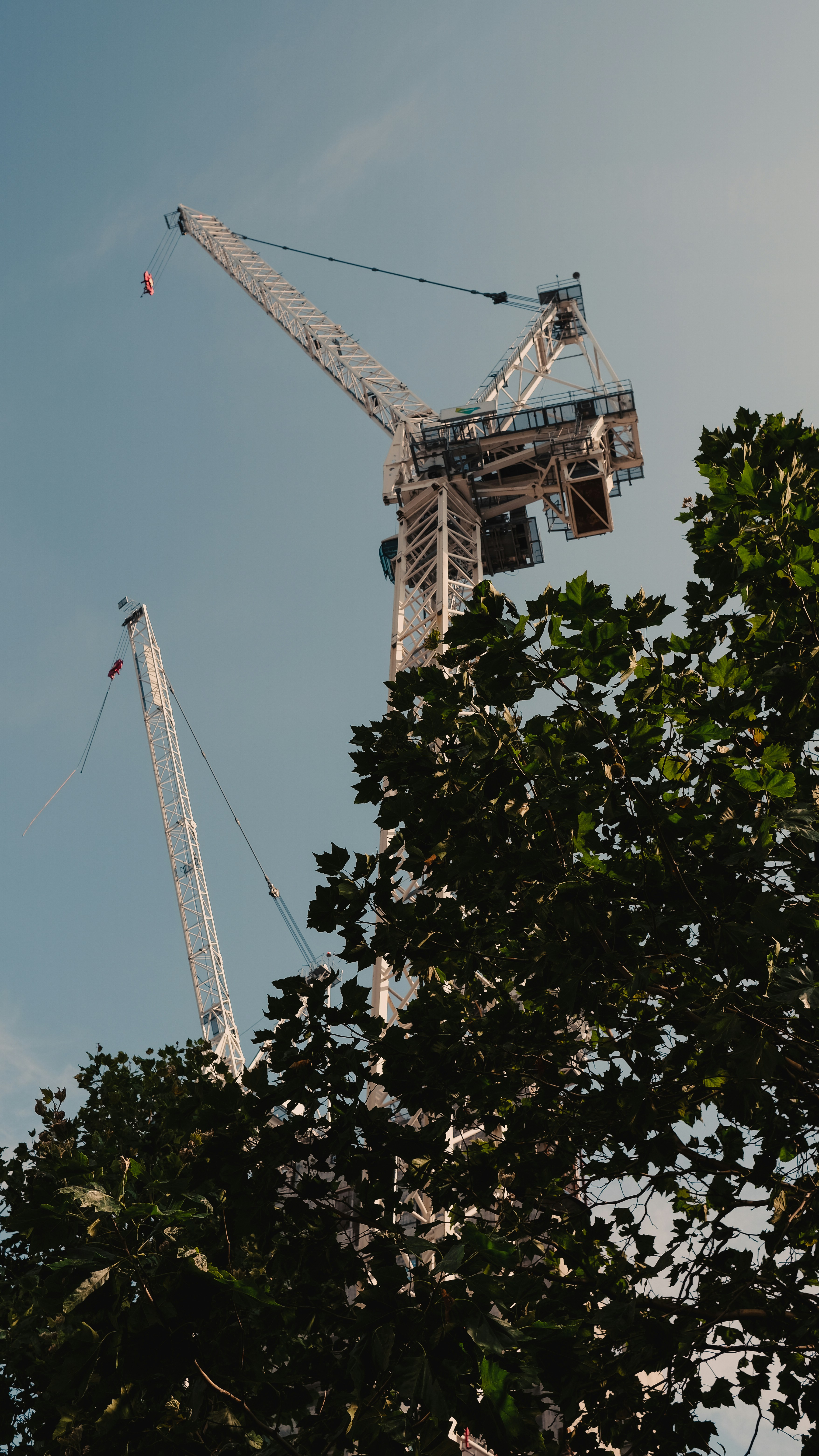 Crane's Lattice Gaze Over a Quiet Treeline