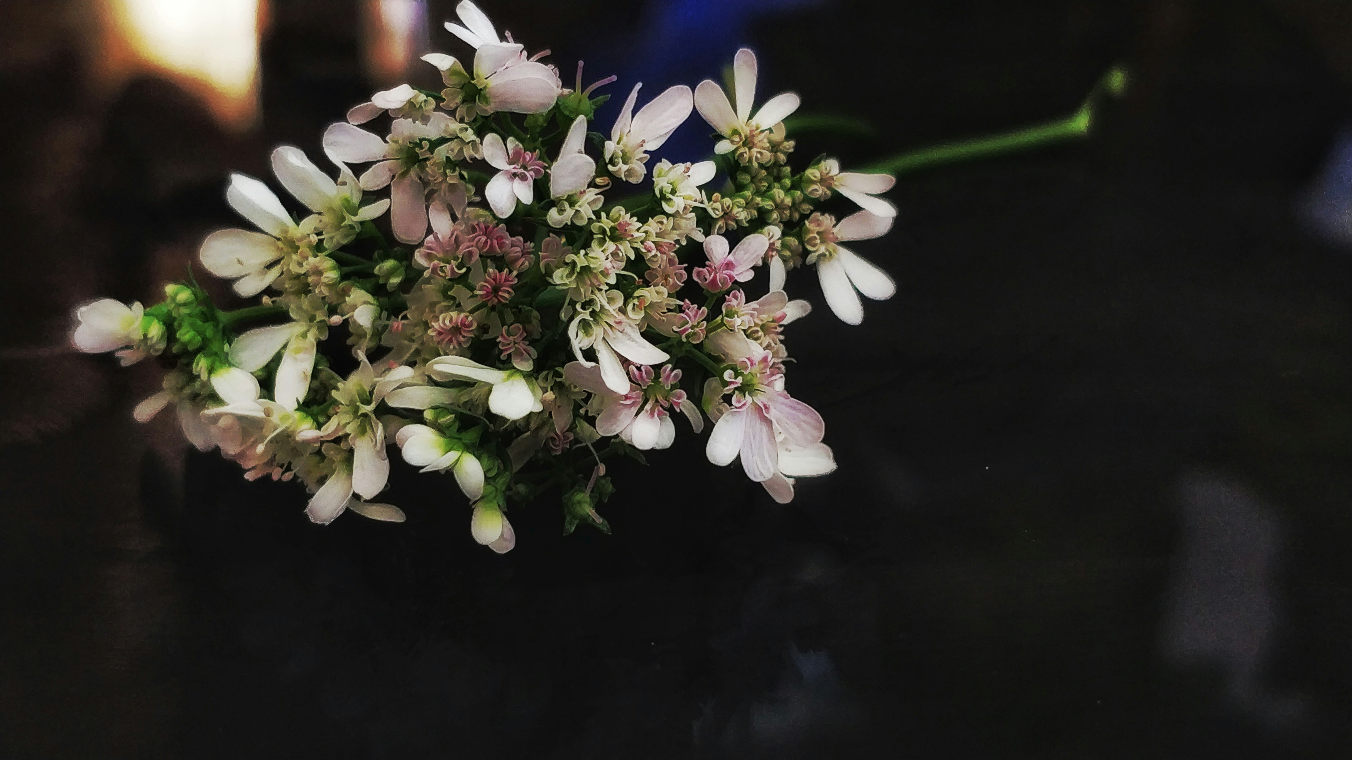 white and purple flowers on black surface